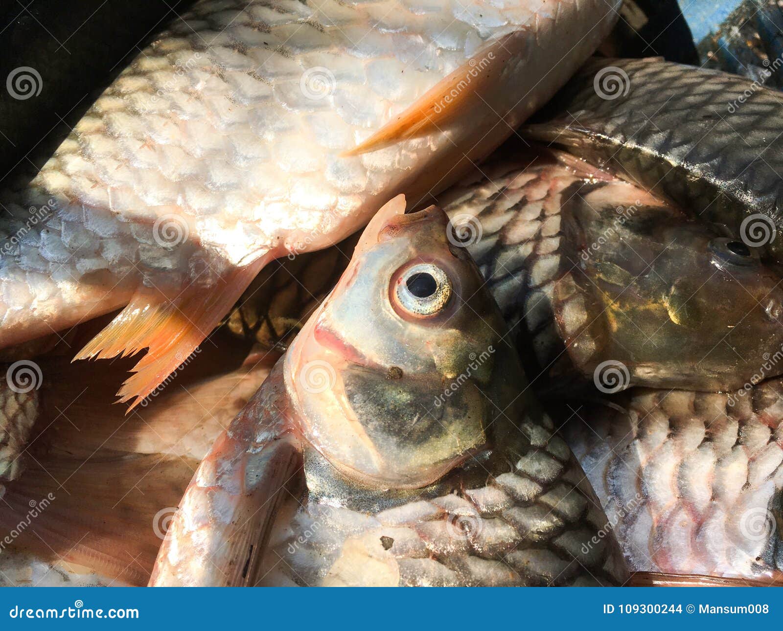 Silver barb fish stock photo. Image of closeup, barb - 109300244