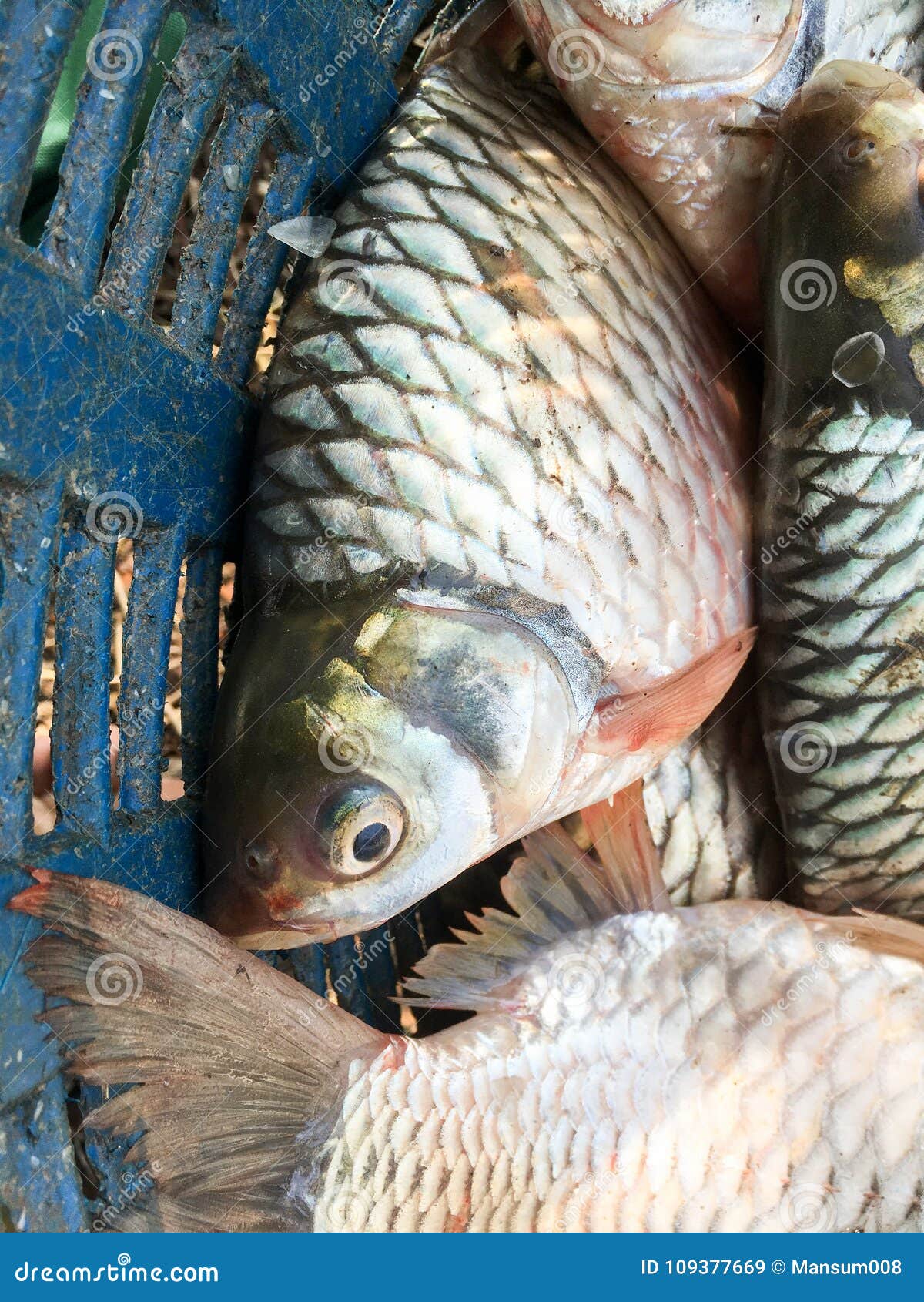 Silver barb fish stock image. Image of barb, food, fishing - 109377669