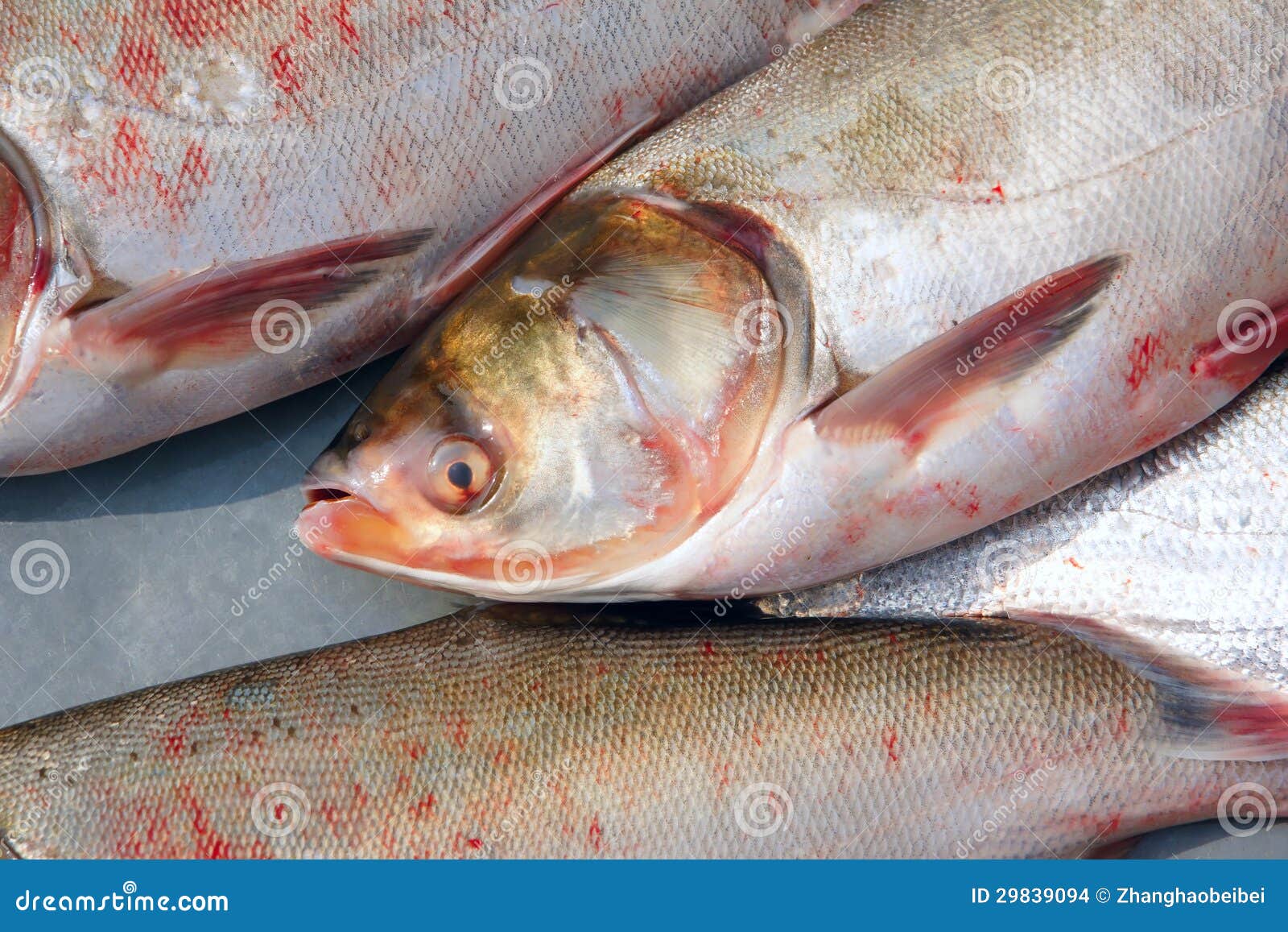 Silver carp stock photo. Image of fish, fishes, aquatic - 29839094