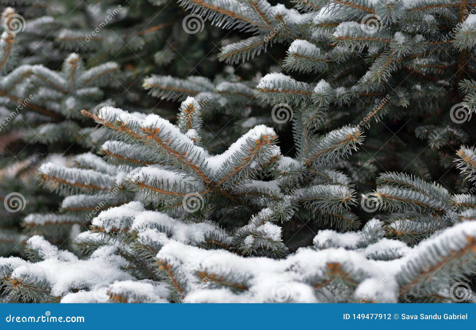 Silver Fir Tree during Winter Stock Photo - Image of design, frosty ...