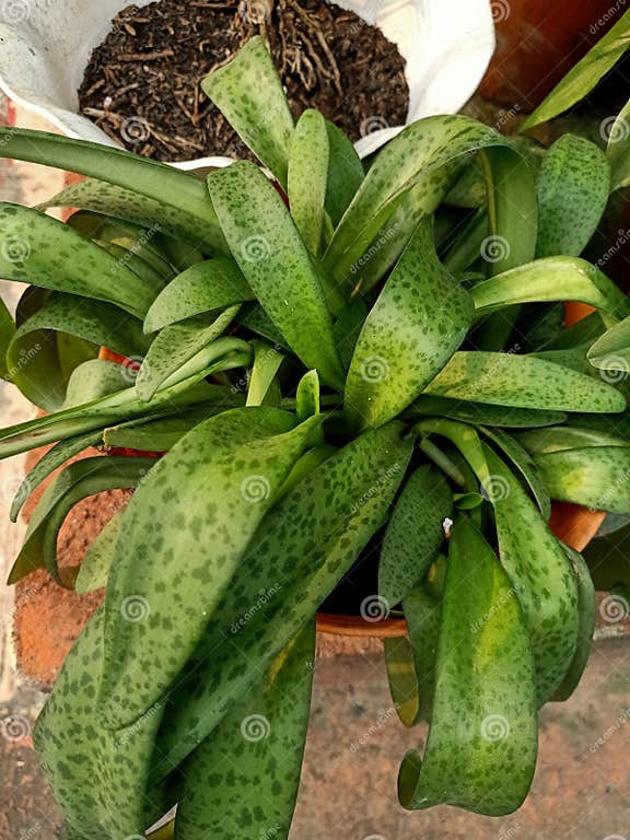 Close Up of Silver Squill Plant Stock Image - Image of natural, bright ...