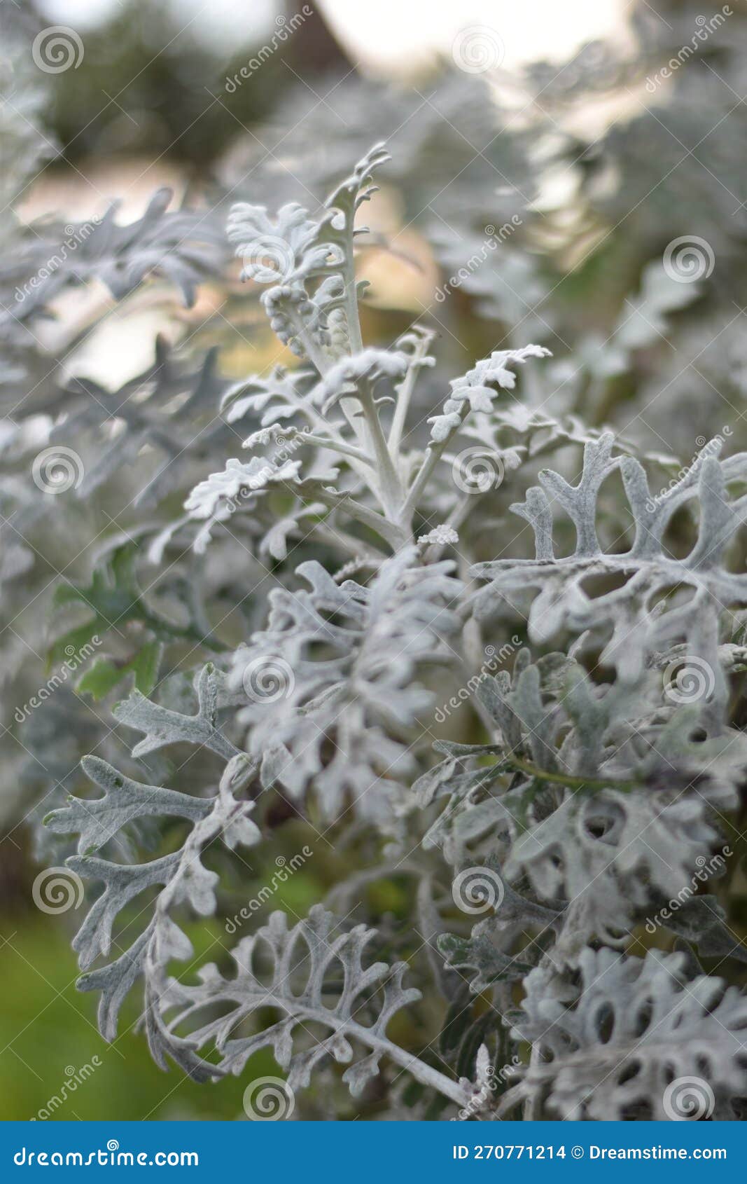 Senecio Cineraria - Jacobaea Maritima Stock Photo - Image of groundsel ...