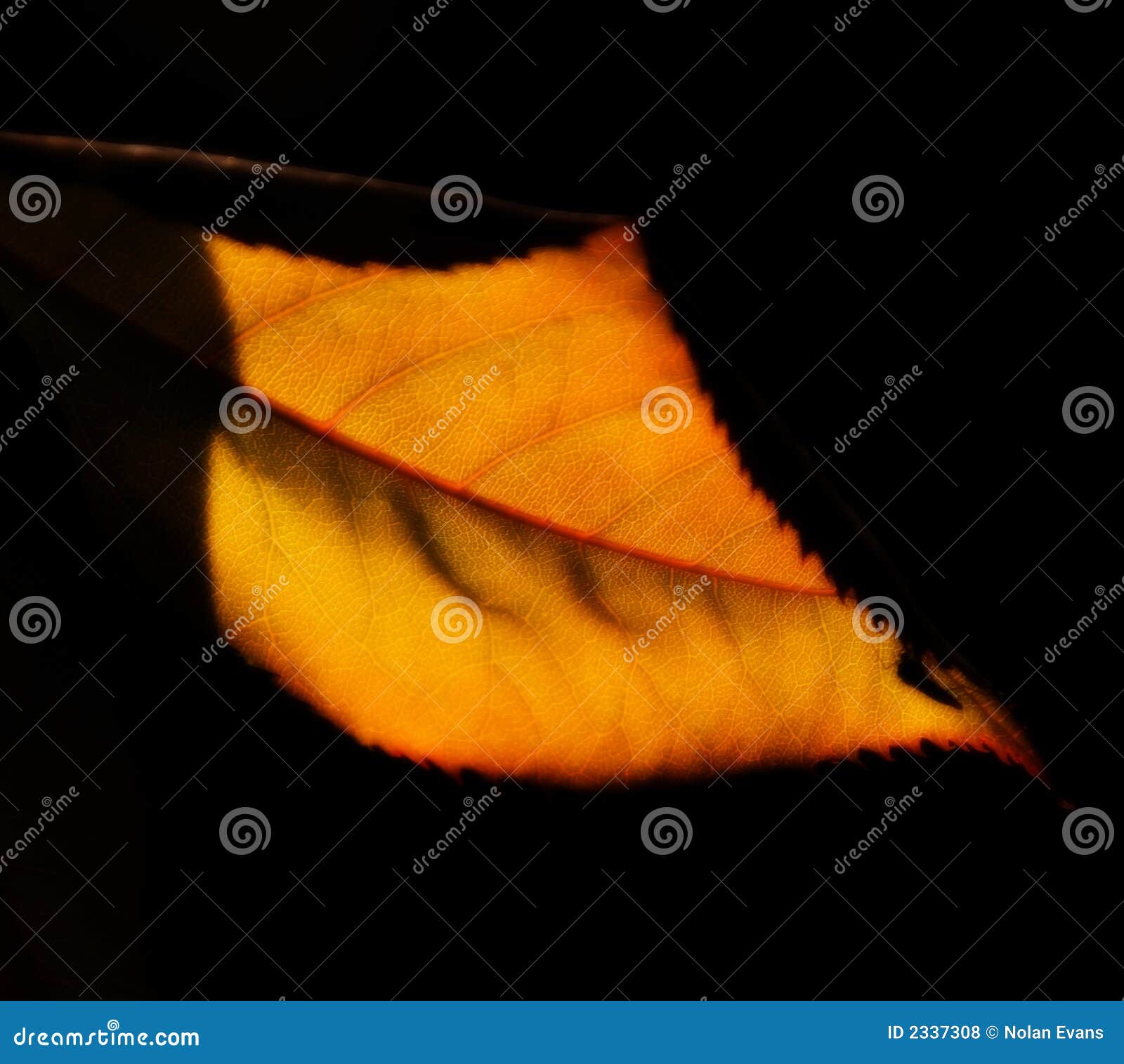 Close Up of Single Autumn Leaf Stock Photo - Image of autumn, dreamy ...