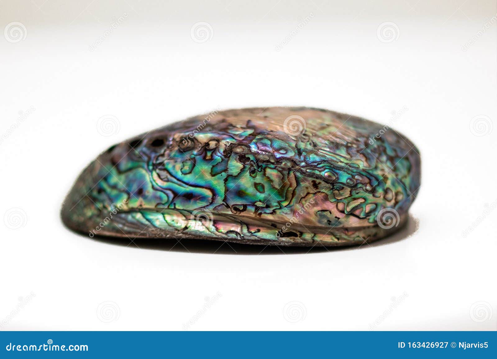 Close Up of Single Beautiful Iridescent Abalone Shell on Plain White ...