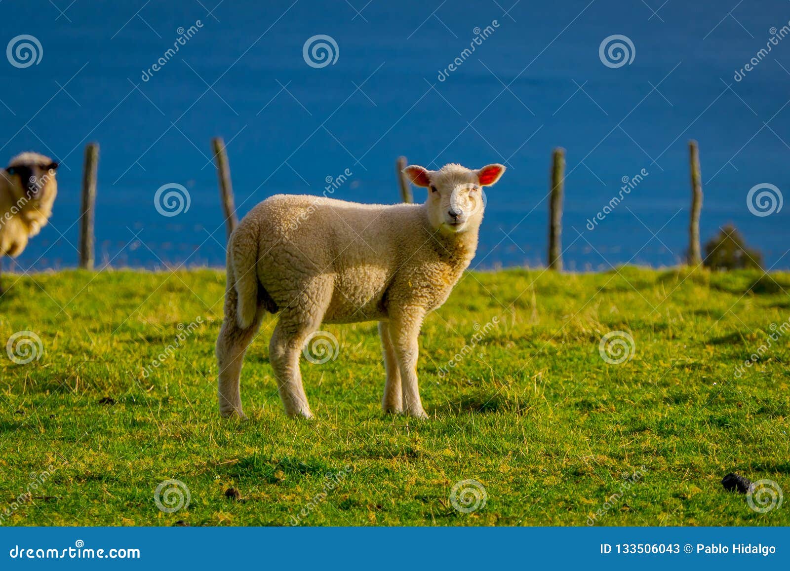 Close Up of Single Beautiful Sheep Grazing in Chiloe, Chile Stock Image ...