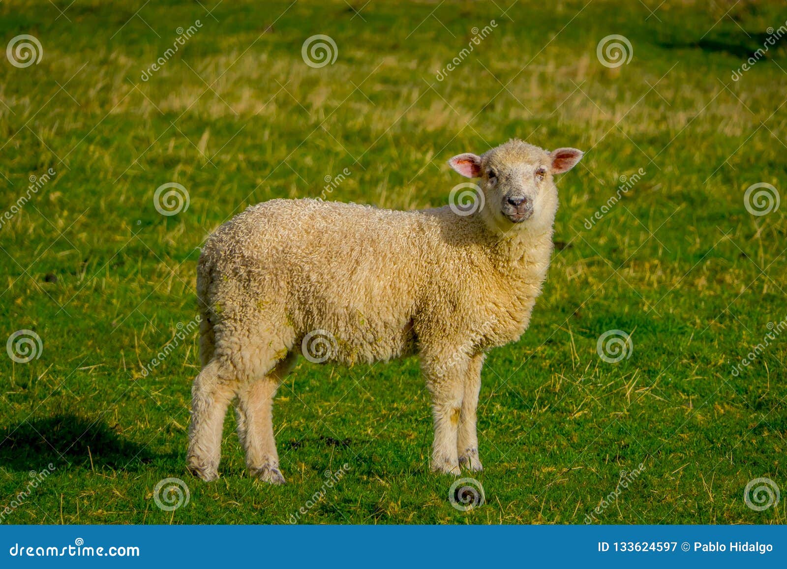 Close Up of Single Beautiful Sheep Grazing in Chiloe, Chile Stock Image ...