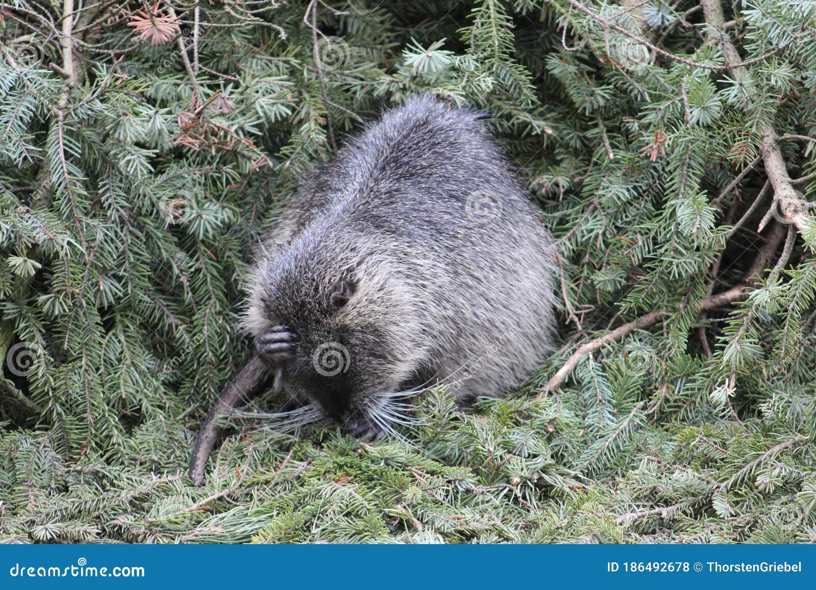 Close Up of a Single Beaver Stock Photo - Image of stylish, striking ...