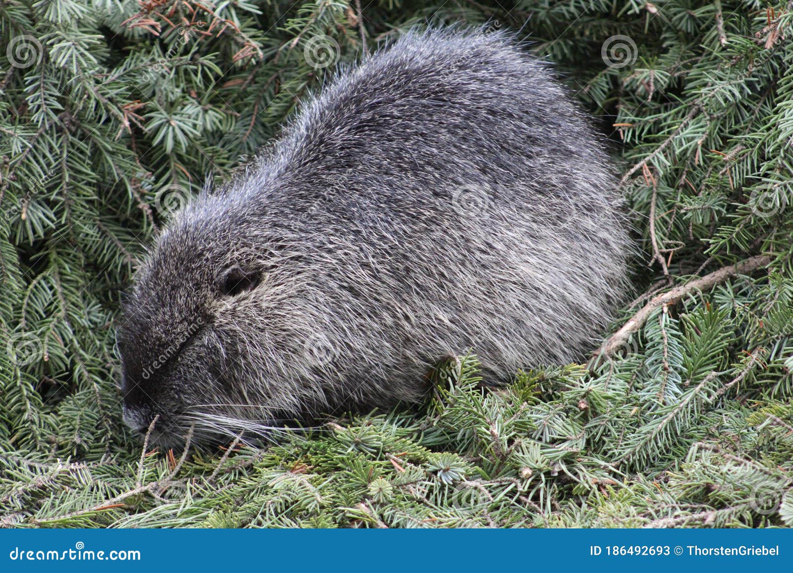 Close Up of a Single Beaver Stock Image - Image of mammal, spectacular ...