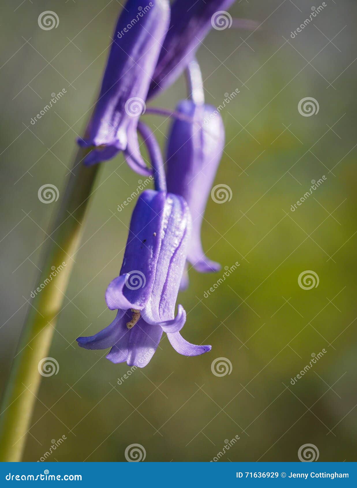Close Up of a Single Bluebell Flower Stock Image - Image of landscape ...