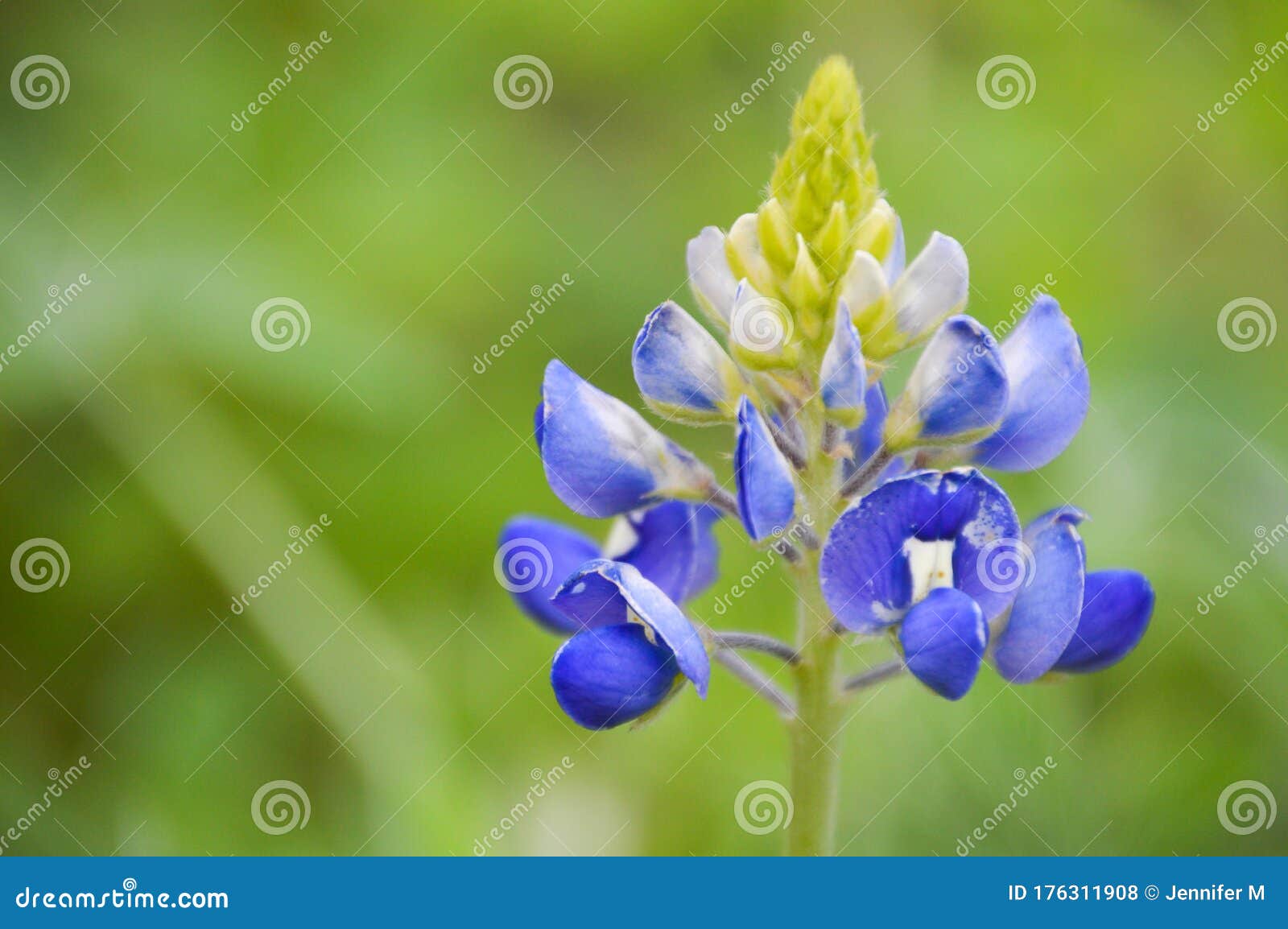 Bluebonnet stock photo. Image of plant, texas, petals - 176311908
