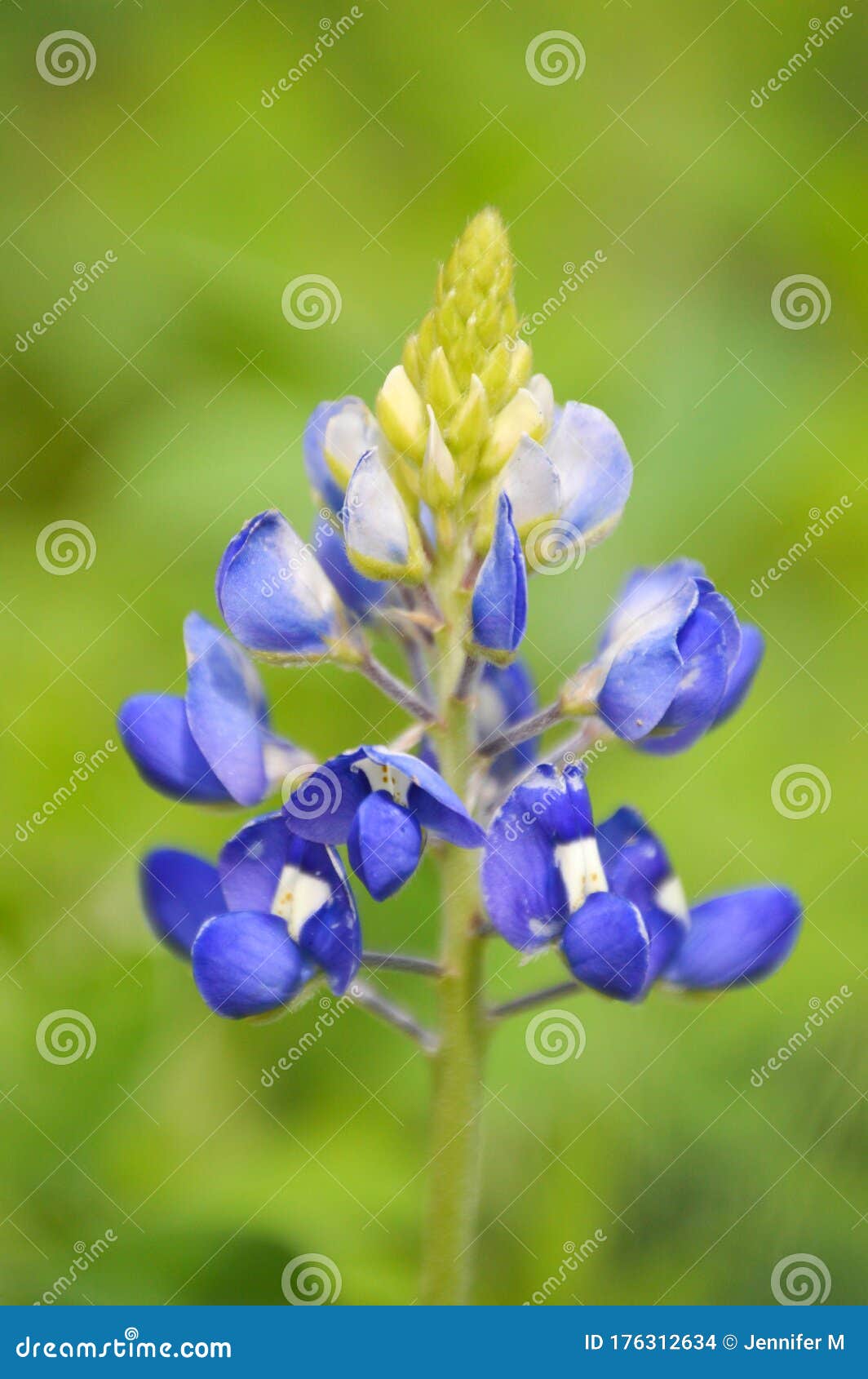 Bluebonnet stock photo. Image of leaf, horticulture - 176312634