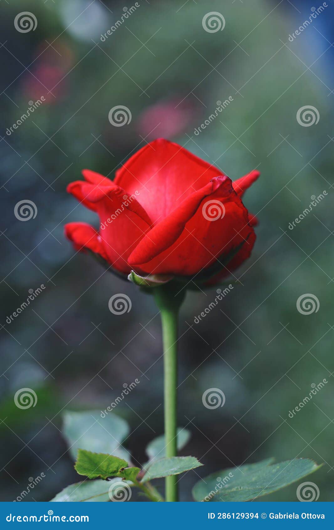 A single bright red rose stock photo. Image of plant - 286129394