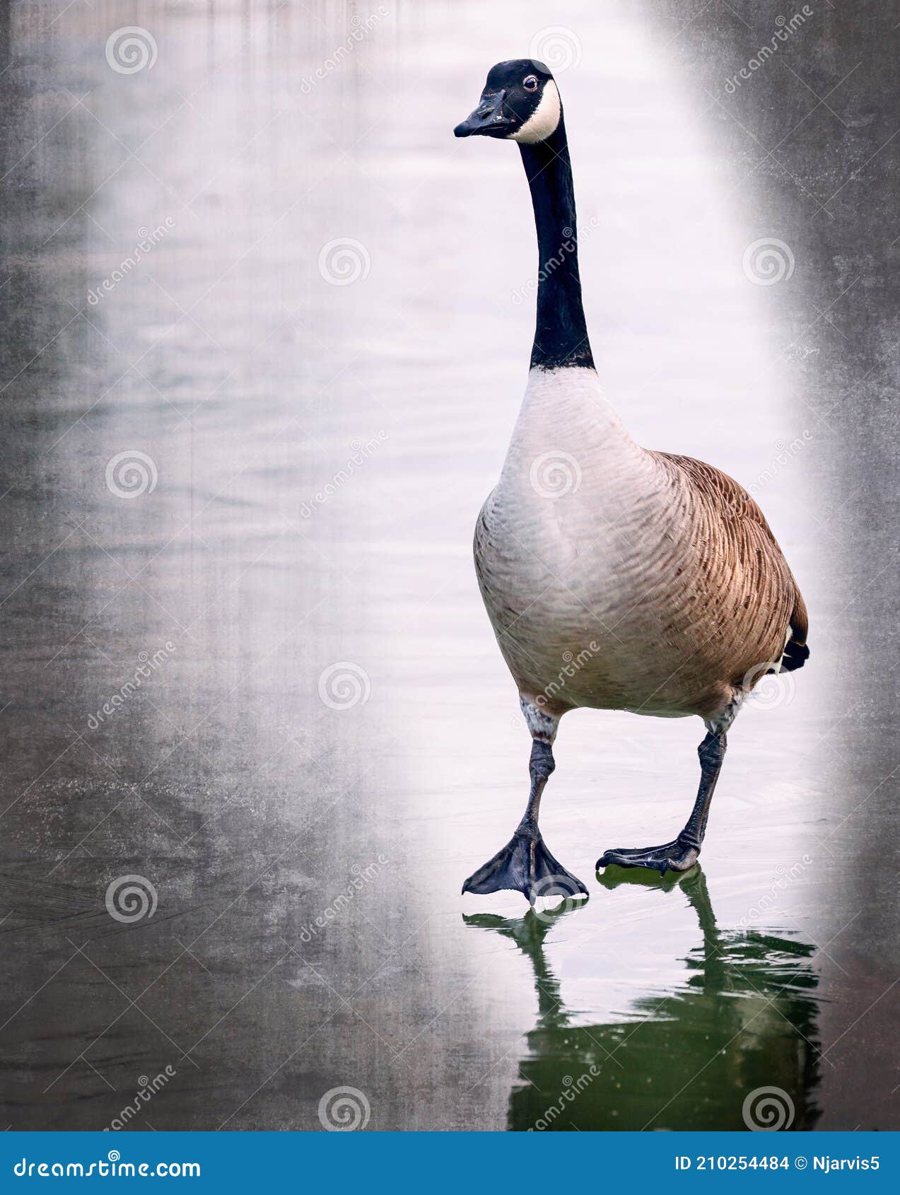 Close Up of a Single Canada Goose Standing on a Frozen Pond Stock Photo ...