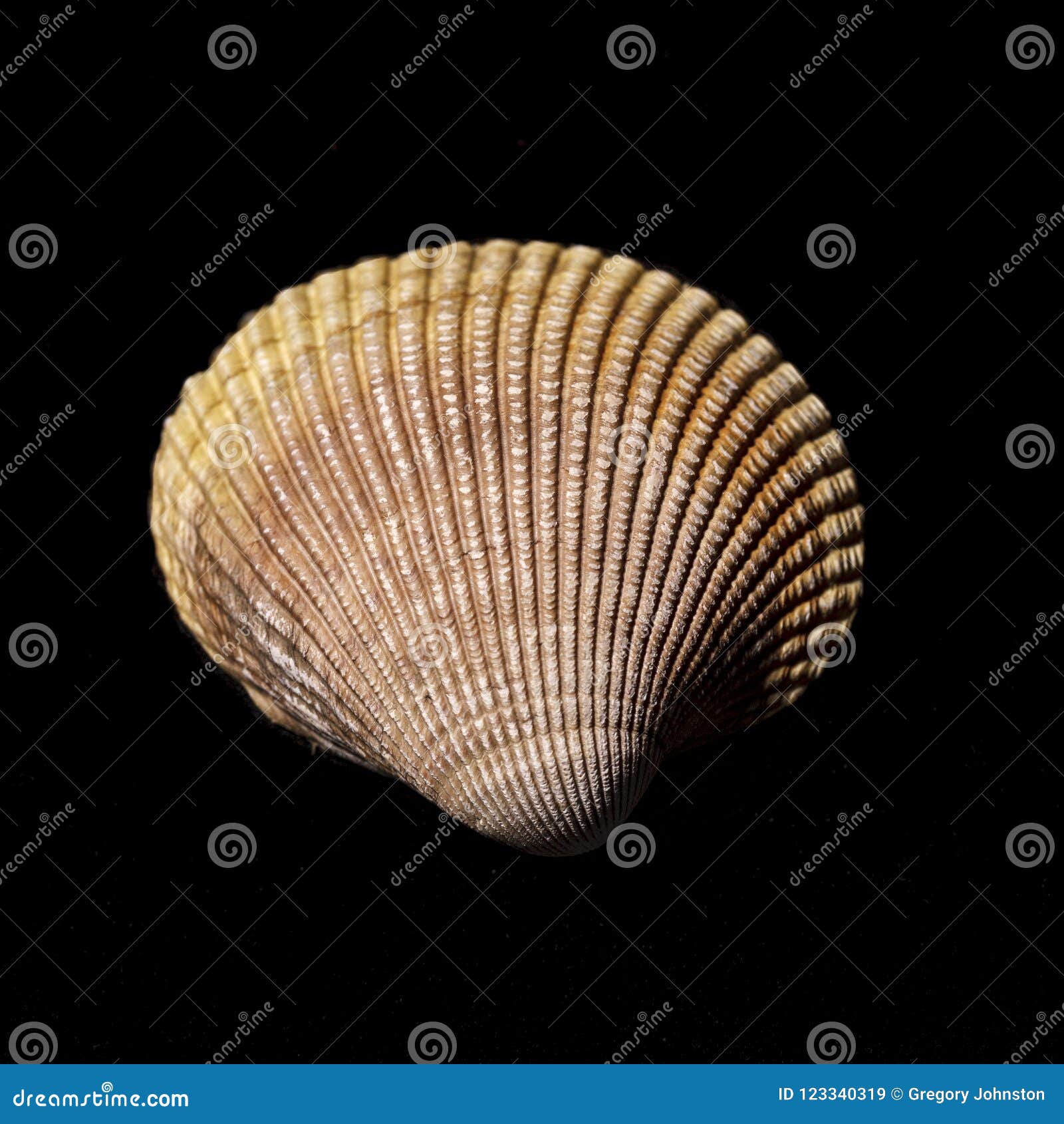 Single cockle shell. stock image. Image of beautiful - 123340319
