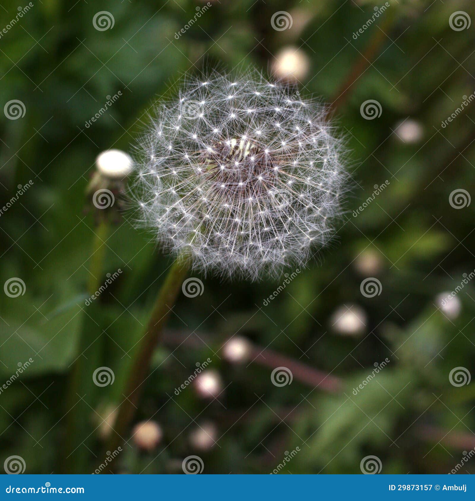 Lonely dandelion stock image. Image of blossom, green - 29873157
