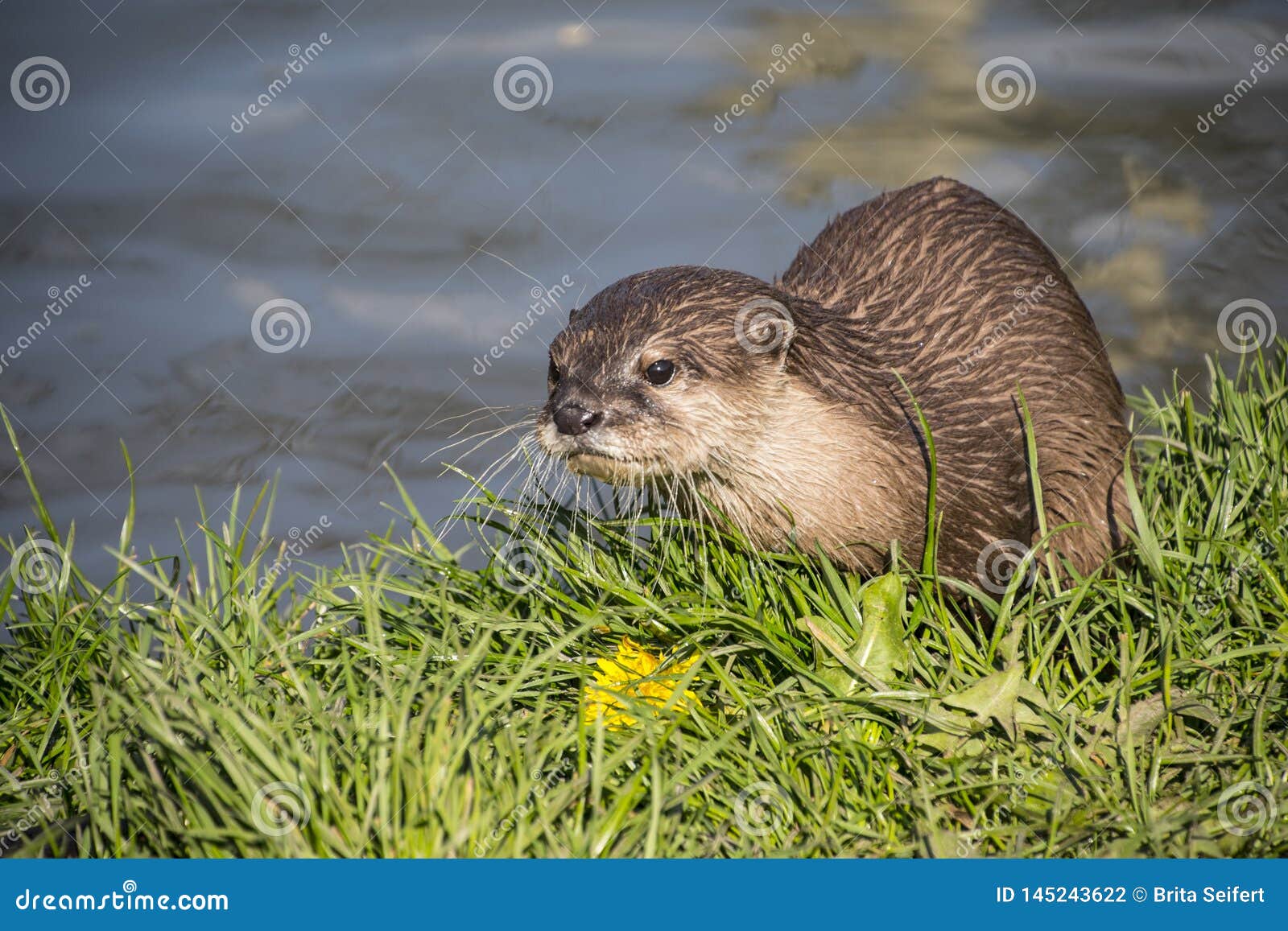 Close Up of a Single European Otter Lutra Lutra Stock Photo - Image of ...