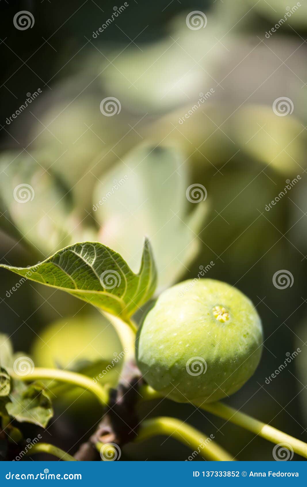 Close Up of a Single Fig on the Branch, Vertical Photo Stock Photo ...
