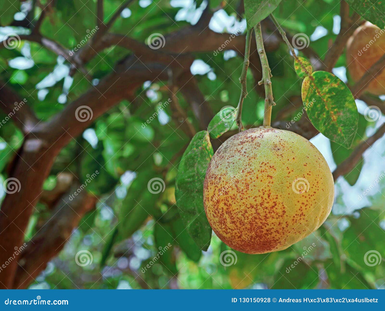 Close Up of Single Fresh Ripening Pomelo Hang on Branch of the Tree ...