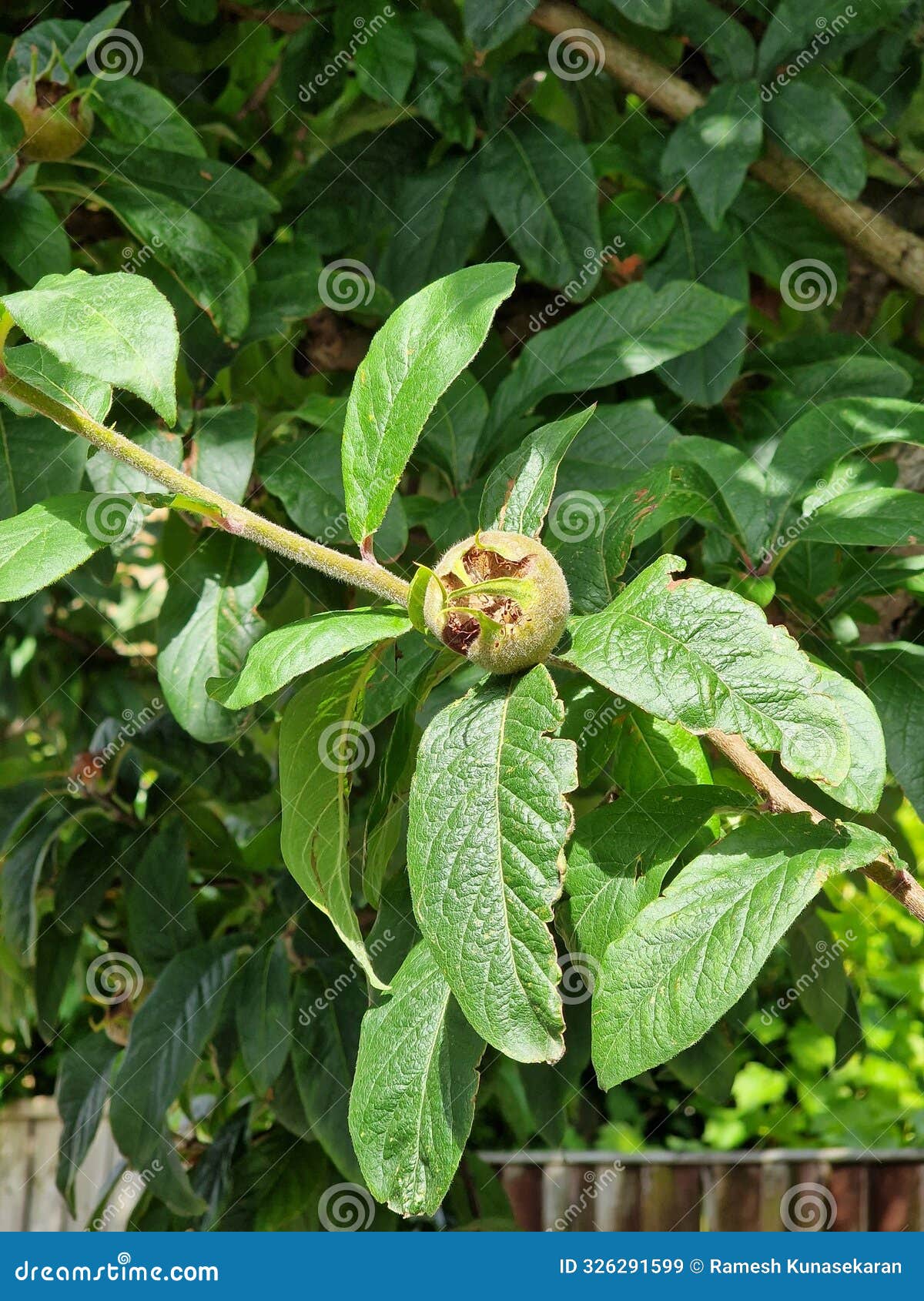 Close-up of a Single Fruit on a Tree Branch Stock Image - Image of ...
