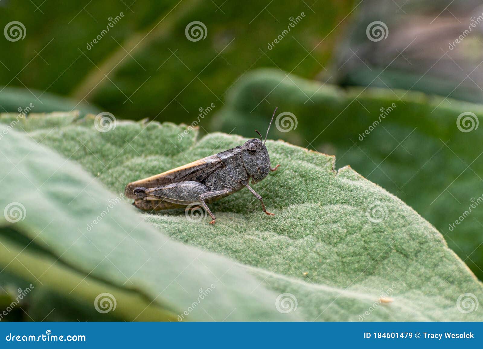 Profile of a Grasshopper on a Leaf Stock Image - Image of coconino ...