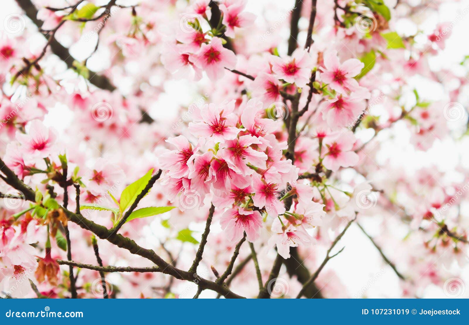 Closeup of Single Group White Sakura in the Garden Stock Image - Image ...