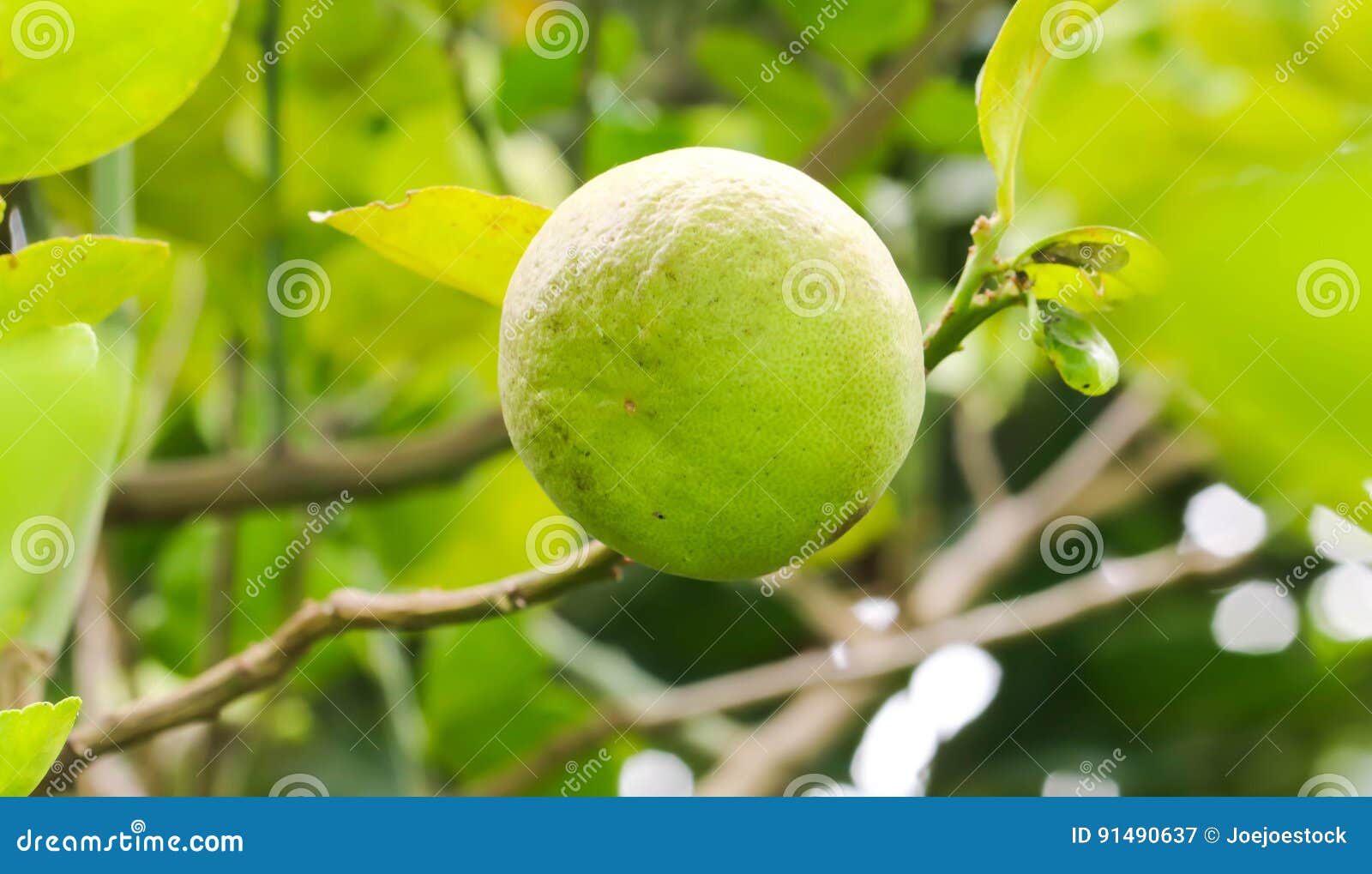 Close Up of Single Lemon Tree Stock Image - Image of sour, fruit: 91490637