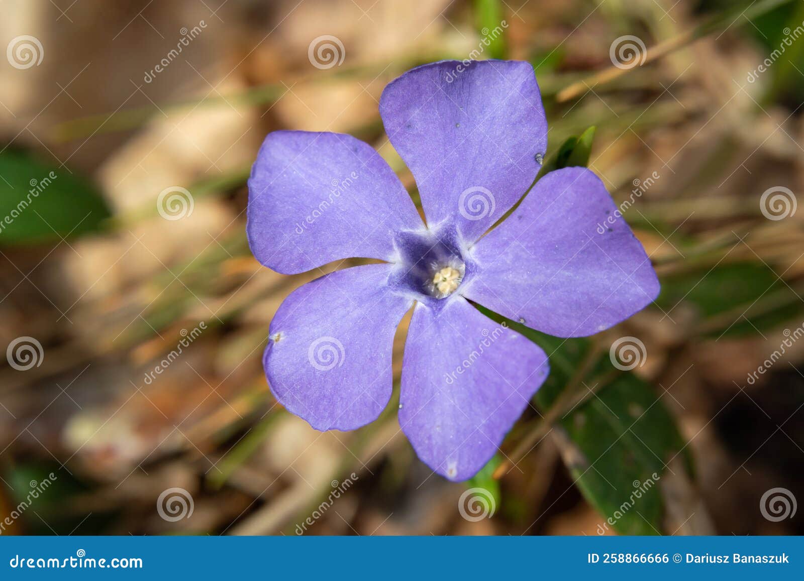 Single Lesser Violetear Or Mountain Violet-ear With Metalic Reflecting ...