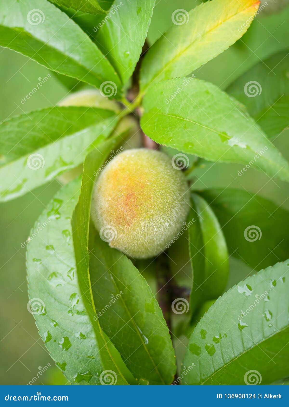 Close Up of Single Peach on the Tree Stock Photo - Image of peaches ...