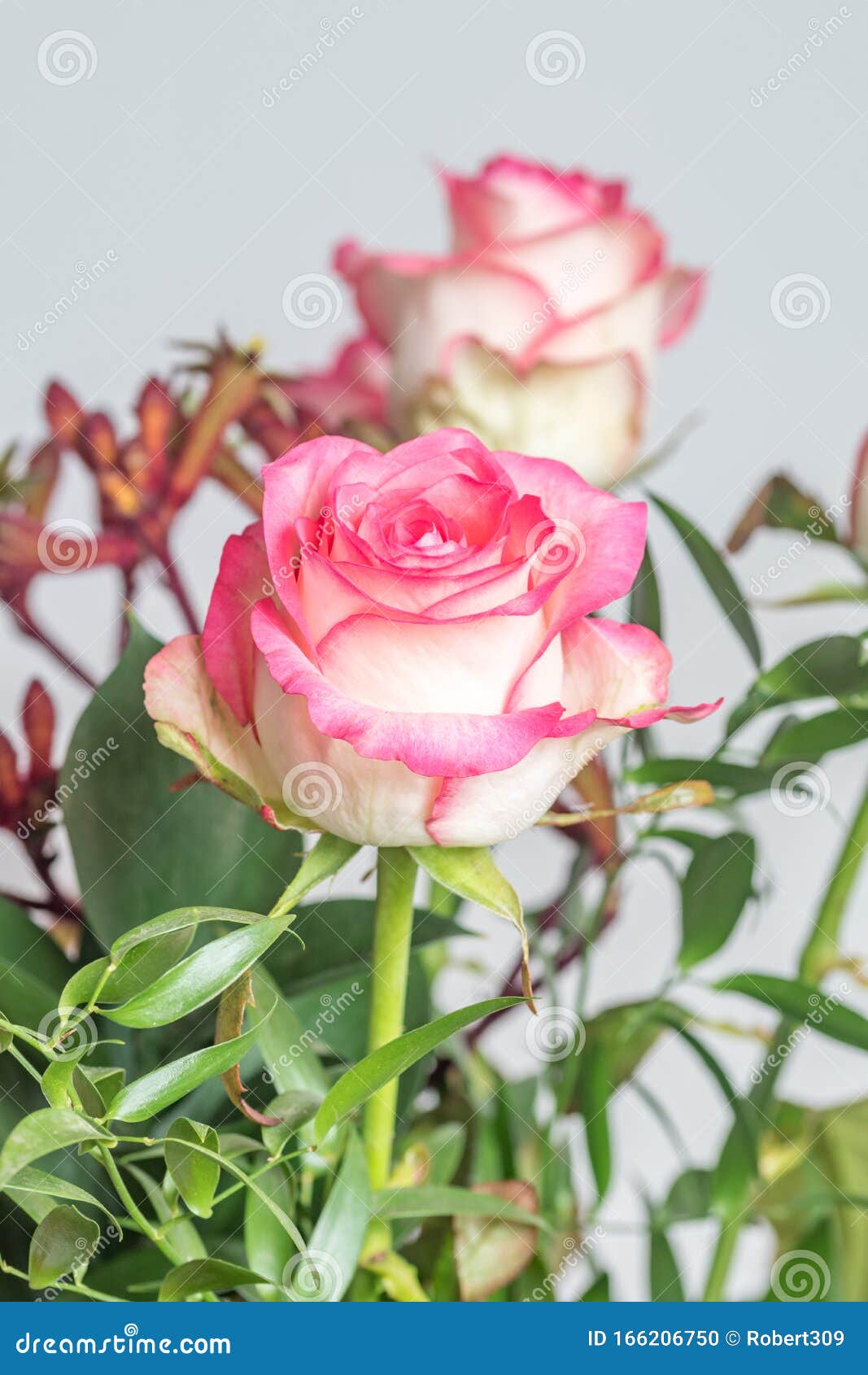 Close-up of Single Pink Rose Stock Photo - Image of pattern, leaf ...