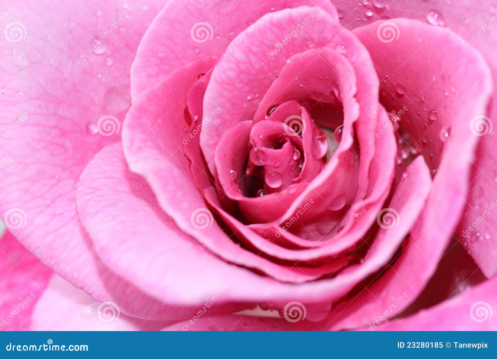 Close-up of Single Pink Rose Stock Image - Image of beautiful, floral ...