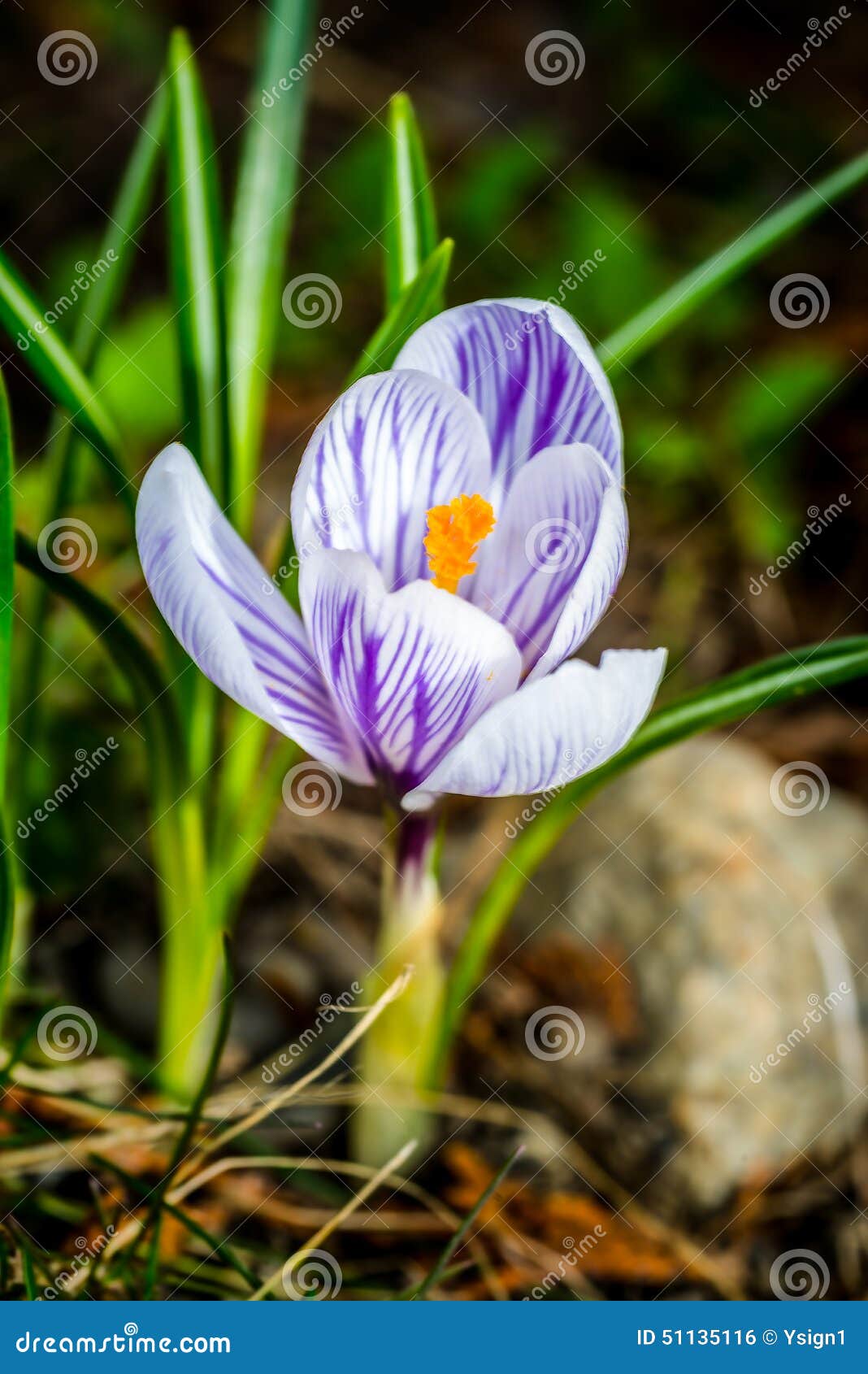 Close Up of a Single Purple Crocus Stock Photo - Image of macro, green ...