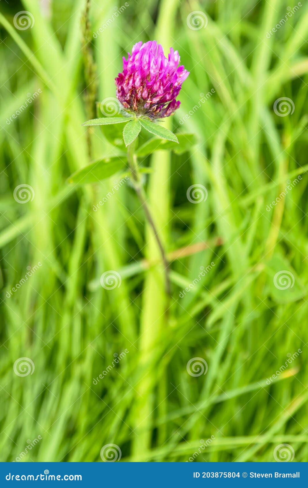 Close Up of a Single Red Clover Wildflower Growing in a Meadow Stock ...