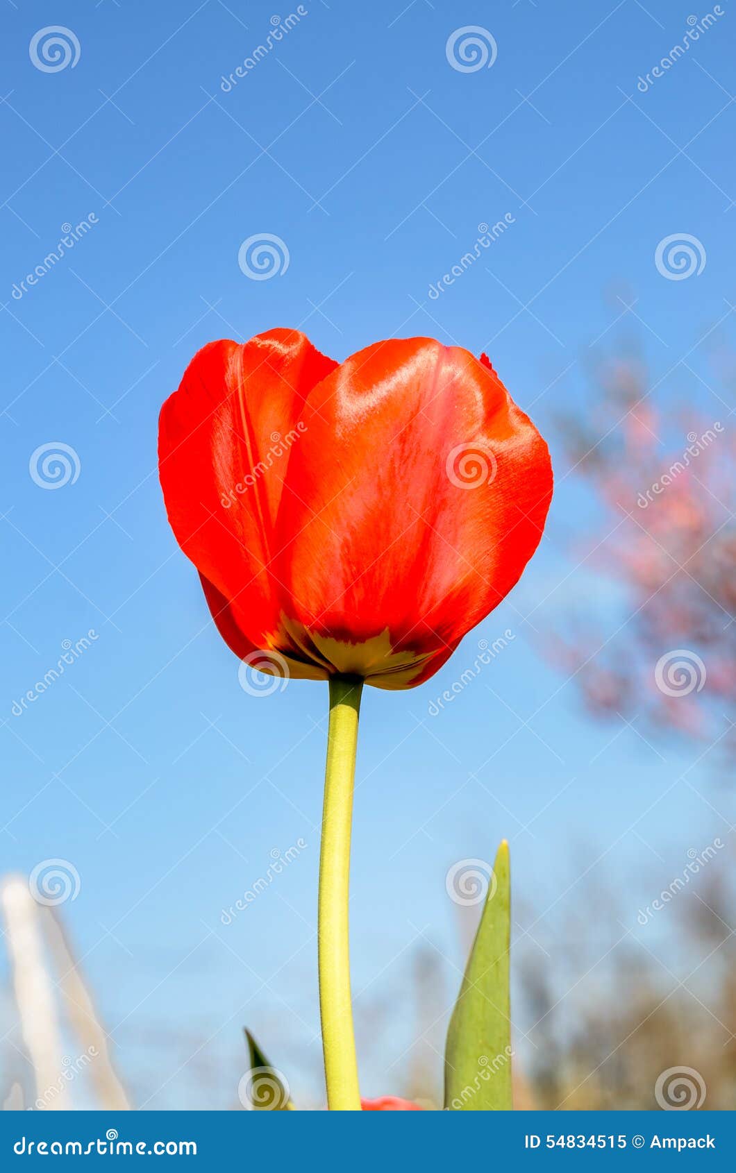 Close Up of Single Red Tulip Stock Image - Image of colorful, vivid ...