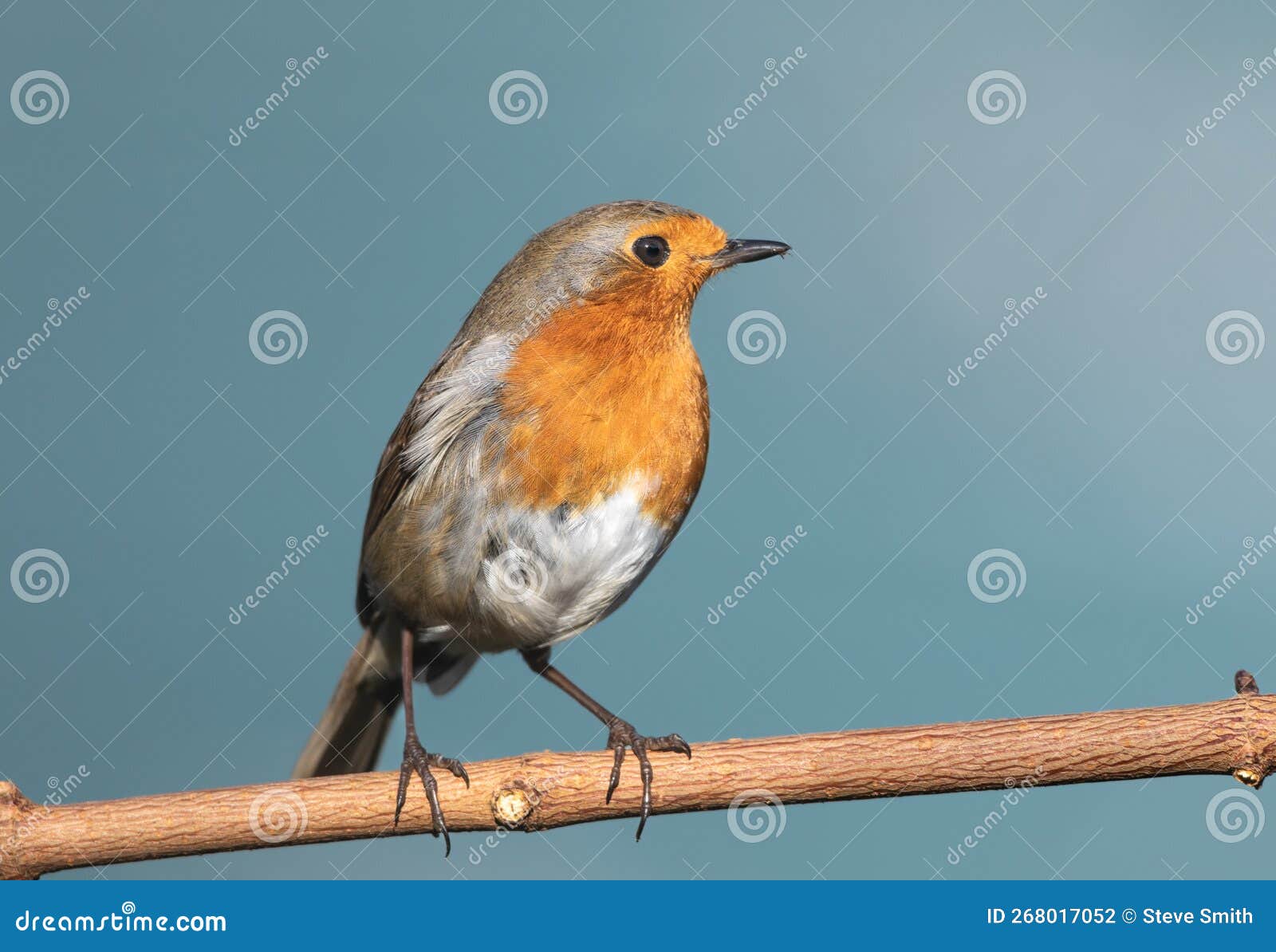 A Single Robin Perched on a Tree Branch Stock Photo - Image of nature ...