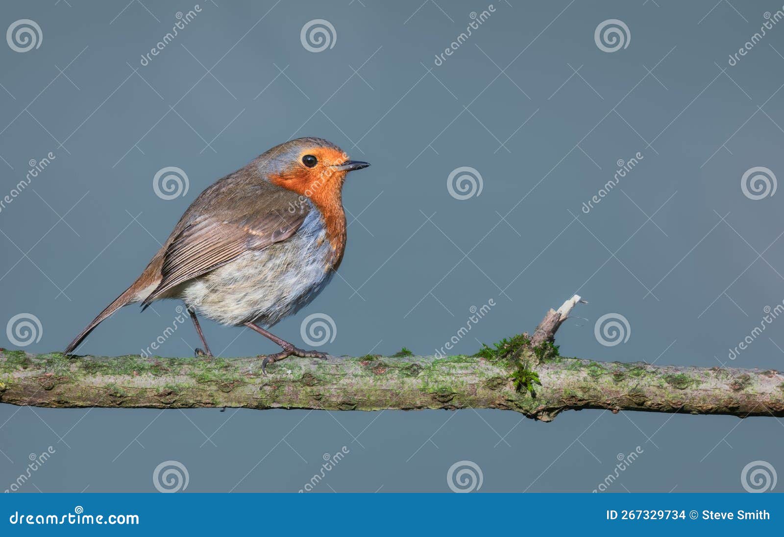 A Close Up of Single Robin on a Tree Branch Stock Photo - Image of ...