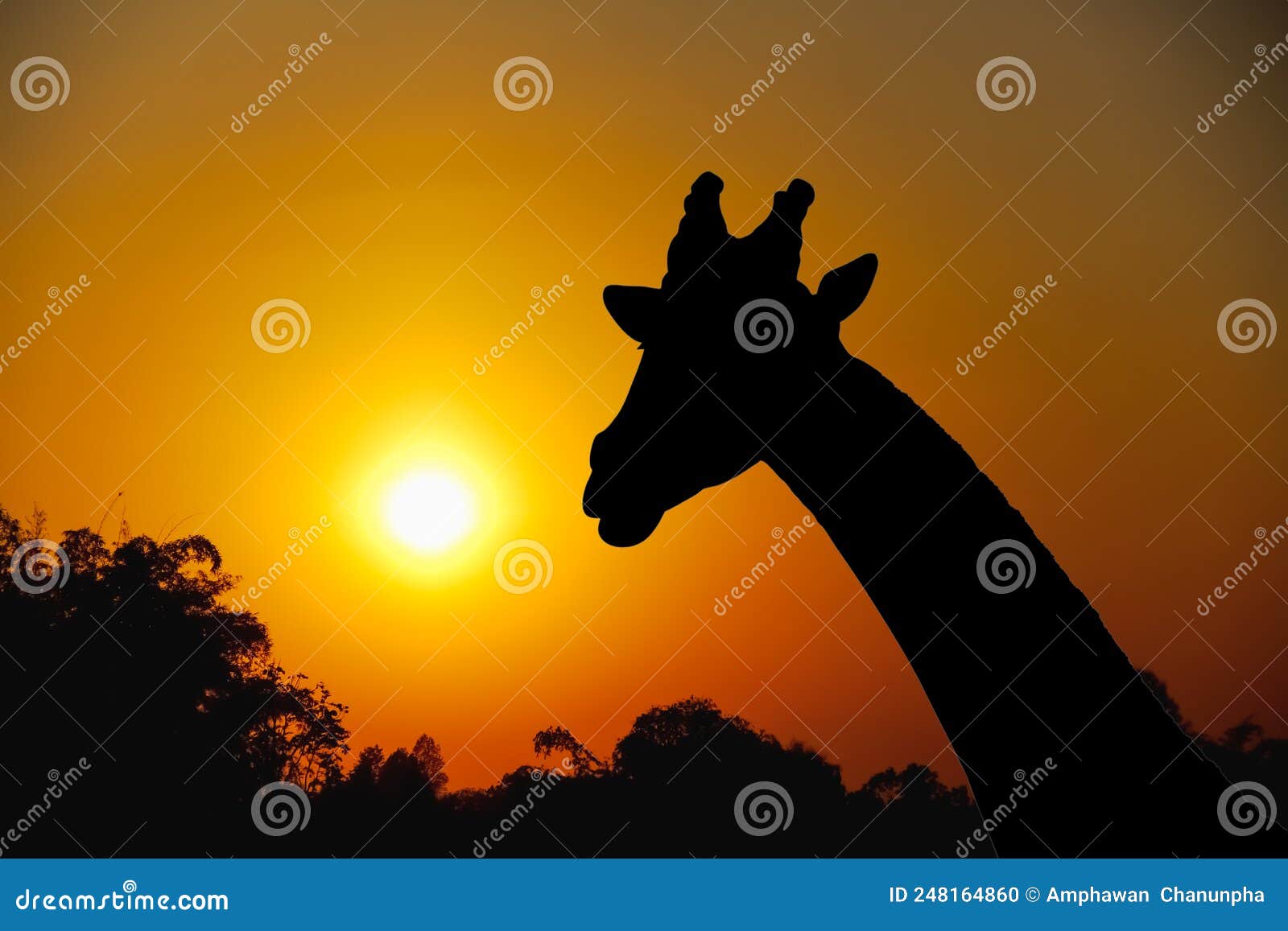 Single Silhouette of Giraffe on Beautiful Sunset Sky and Shadow Tree ...