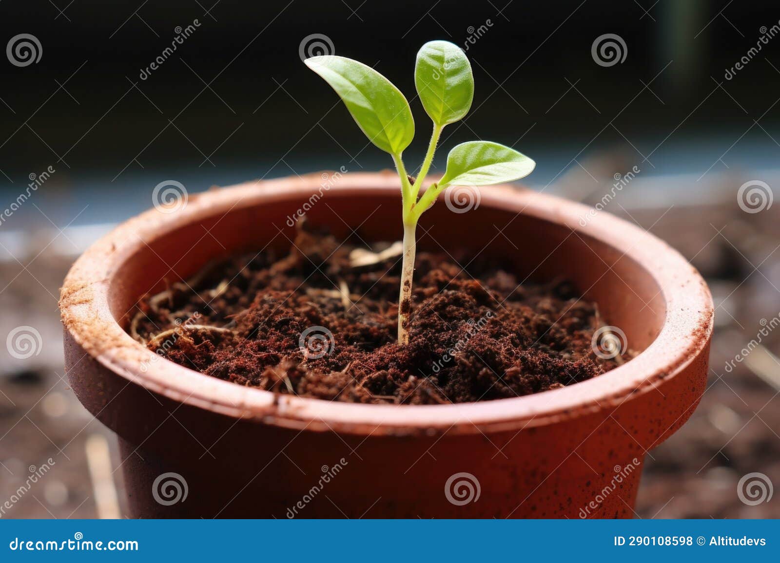 Close-up of a Single Sprouting Seedling in a Tiny Pot Stock Photo ...