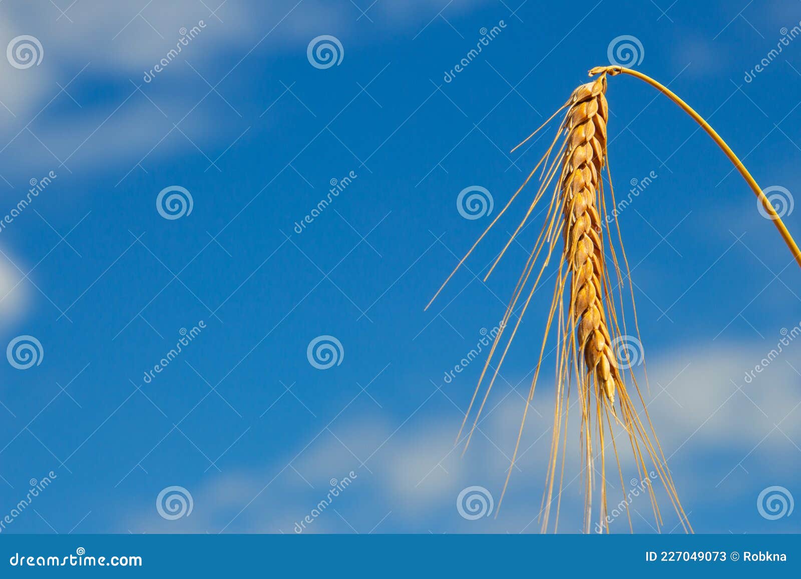 Close Up of Single Stalk of Wheat with Blue Sky and White Clouds in ...