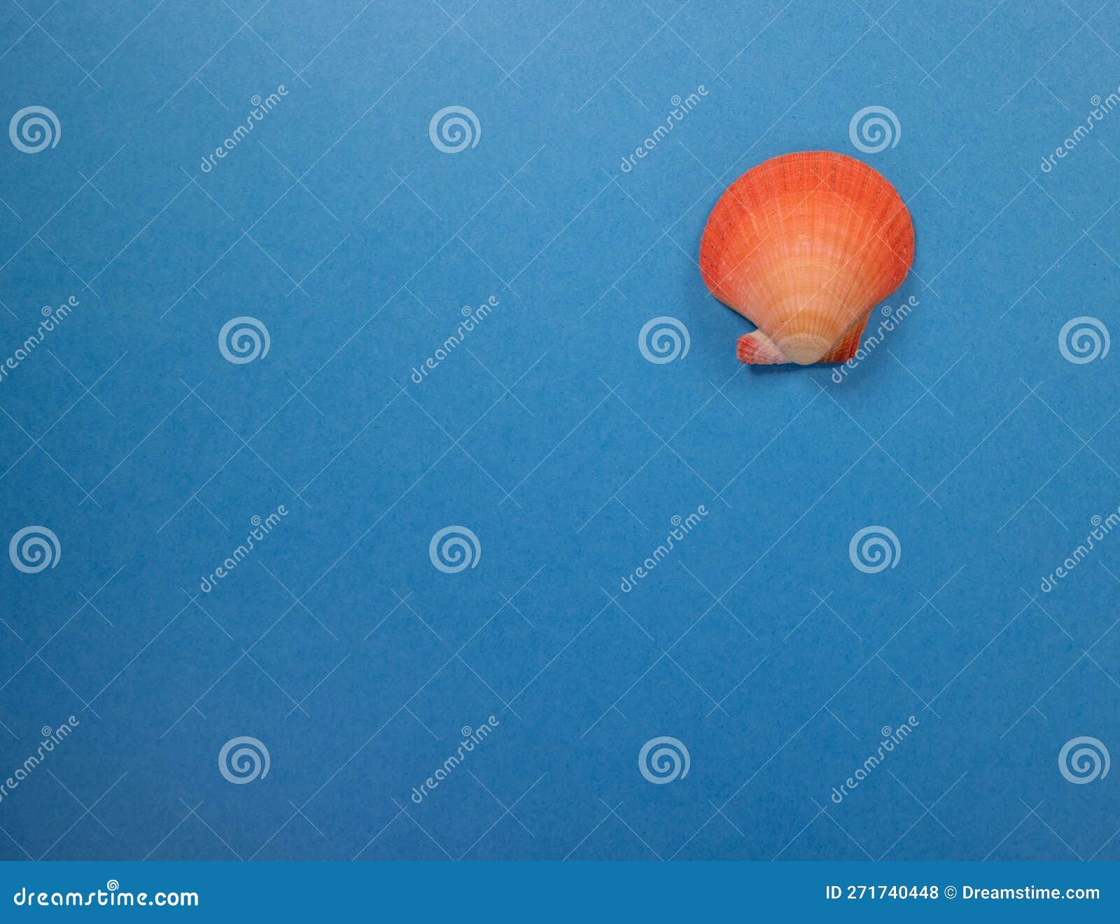 Close Up of a Single Tropical Red Sea Shell Stock Photo - Image of dark ...