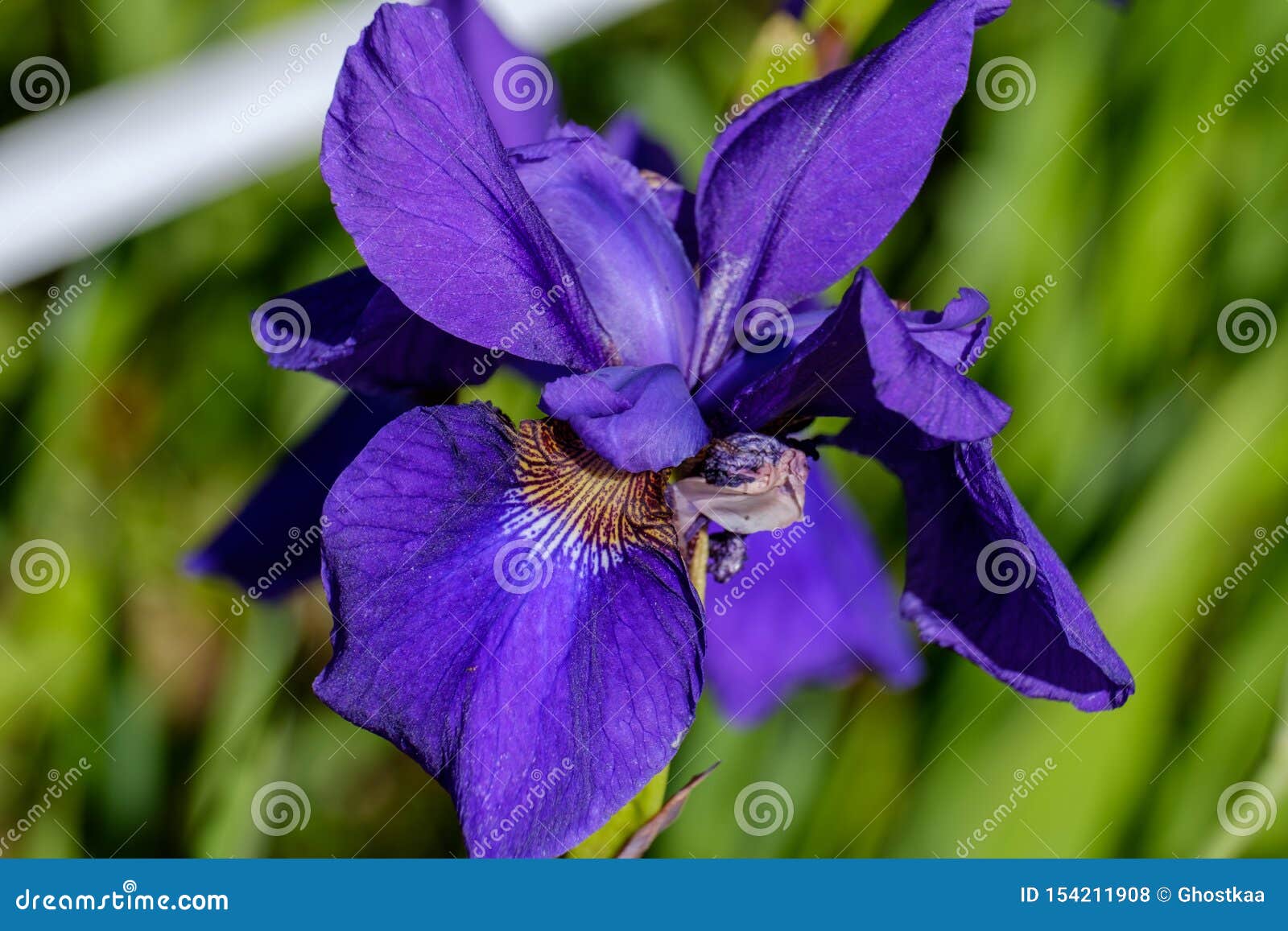 Close-up of Single Violet Flower Iris Sibirica Stock Photo - Image of ...
