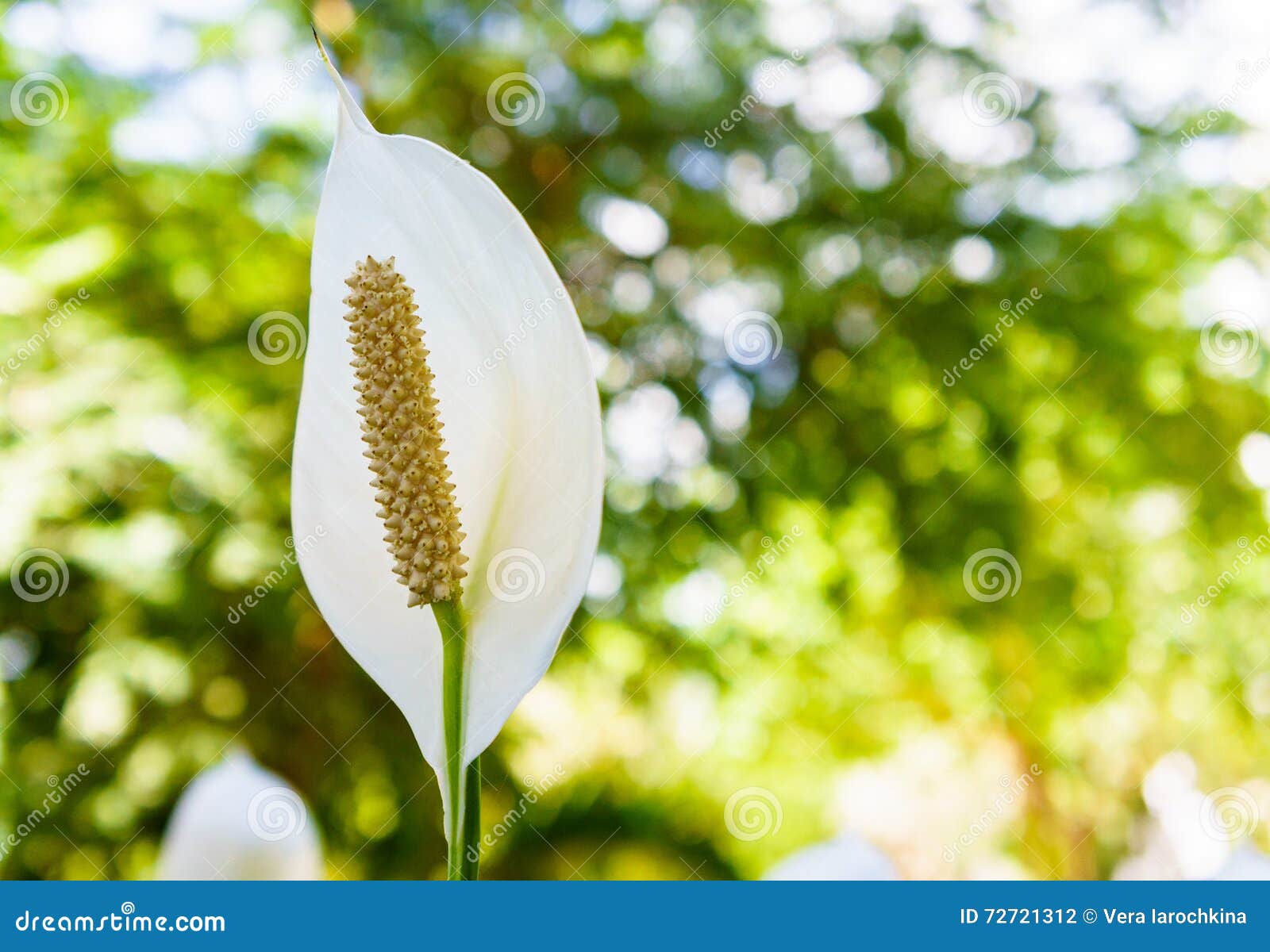 Close Up Single White Calla Lily Stock Photo - Image of flower ...