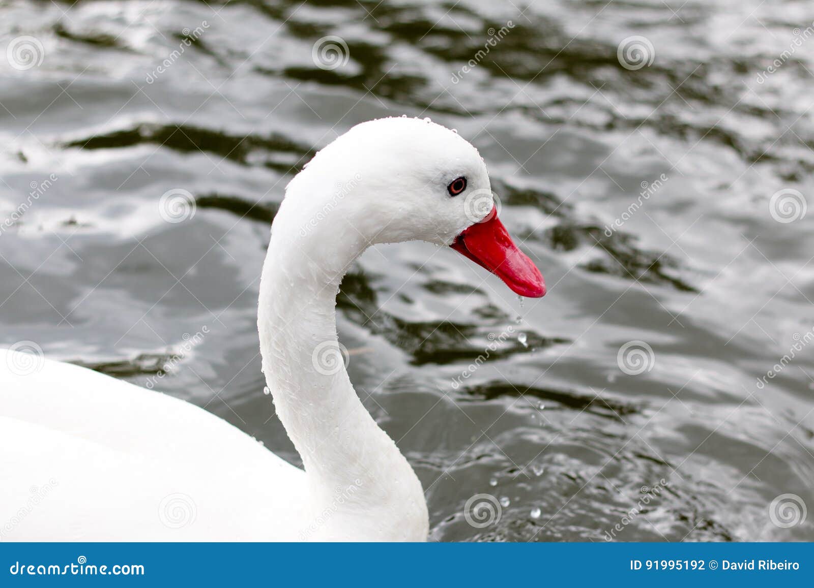 Close Up of a Single White Swan with Red Beak and Red Eyes Stock Photo ...