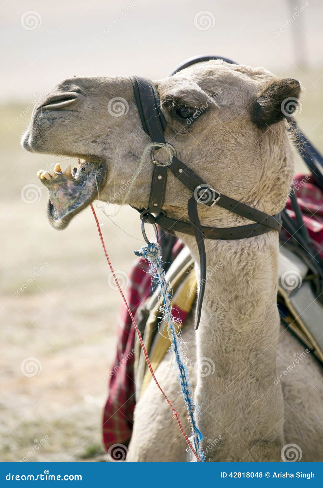 Close Up of a Sitting Camel with Open Mouth and Teeth Visible Stock ...