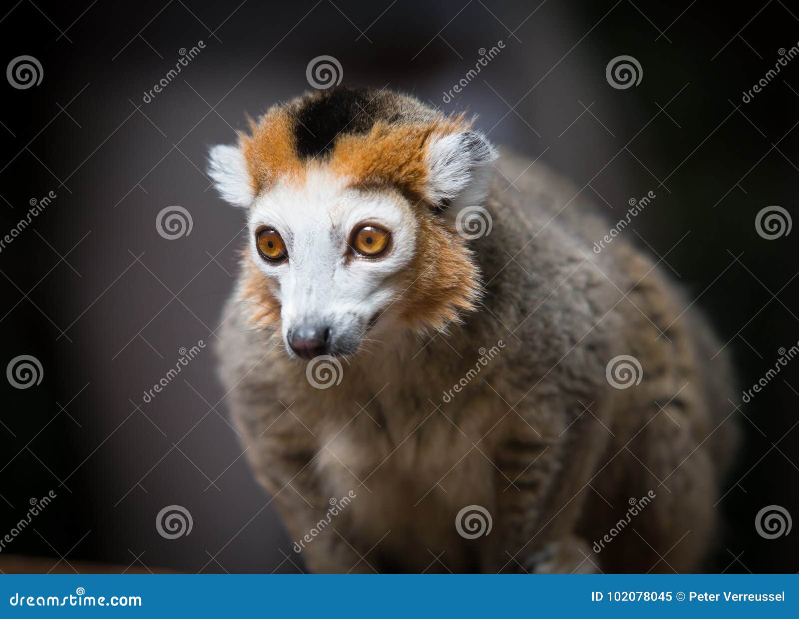 Crown Gecko On The Leaf Royalty-Free Stock Image | CartoonDealer.com ...