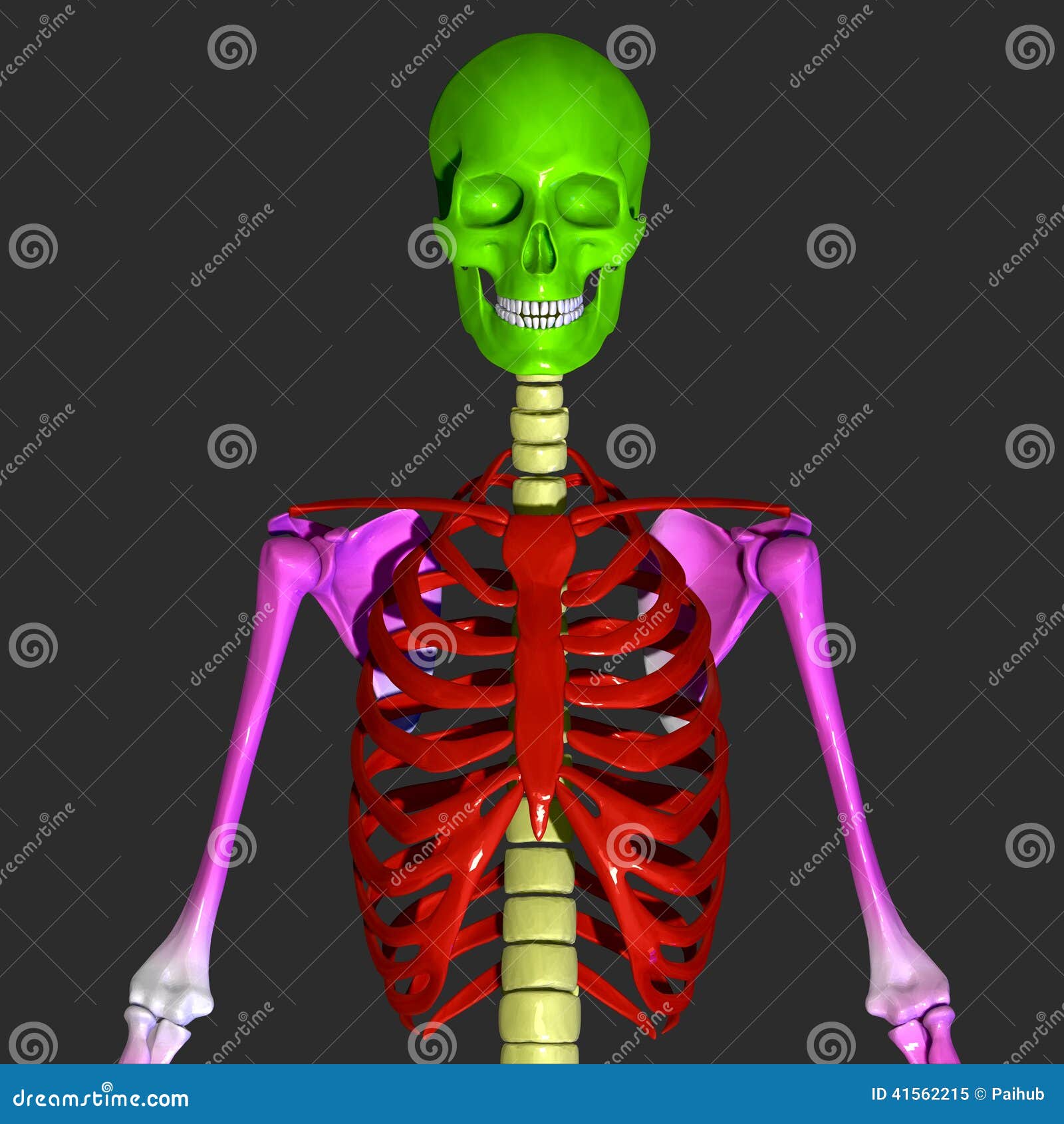 Close up skeleton front stock illustration. Illustration of cage - 41562215
