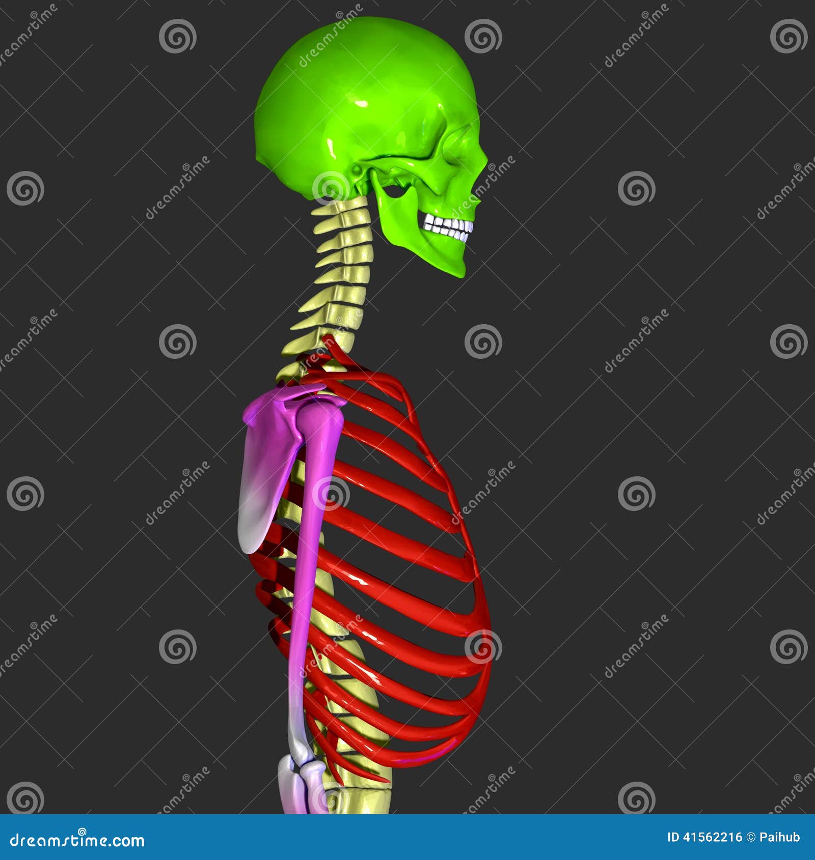 Skeleton Side View (Back Bone) Stock Image | CartoonDealer.com #44688907