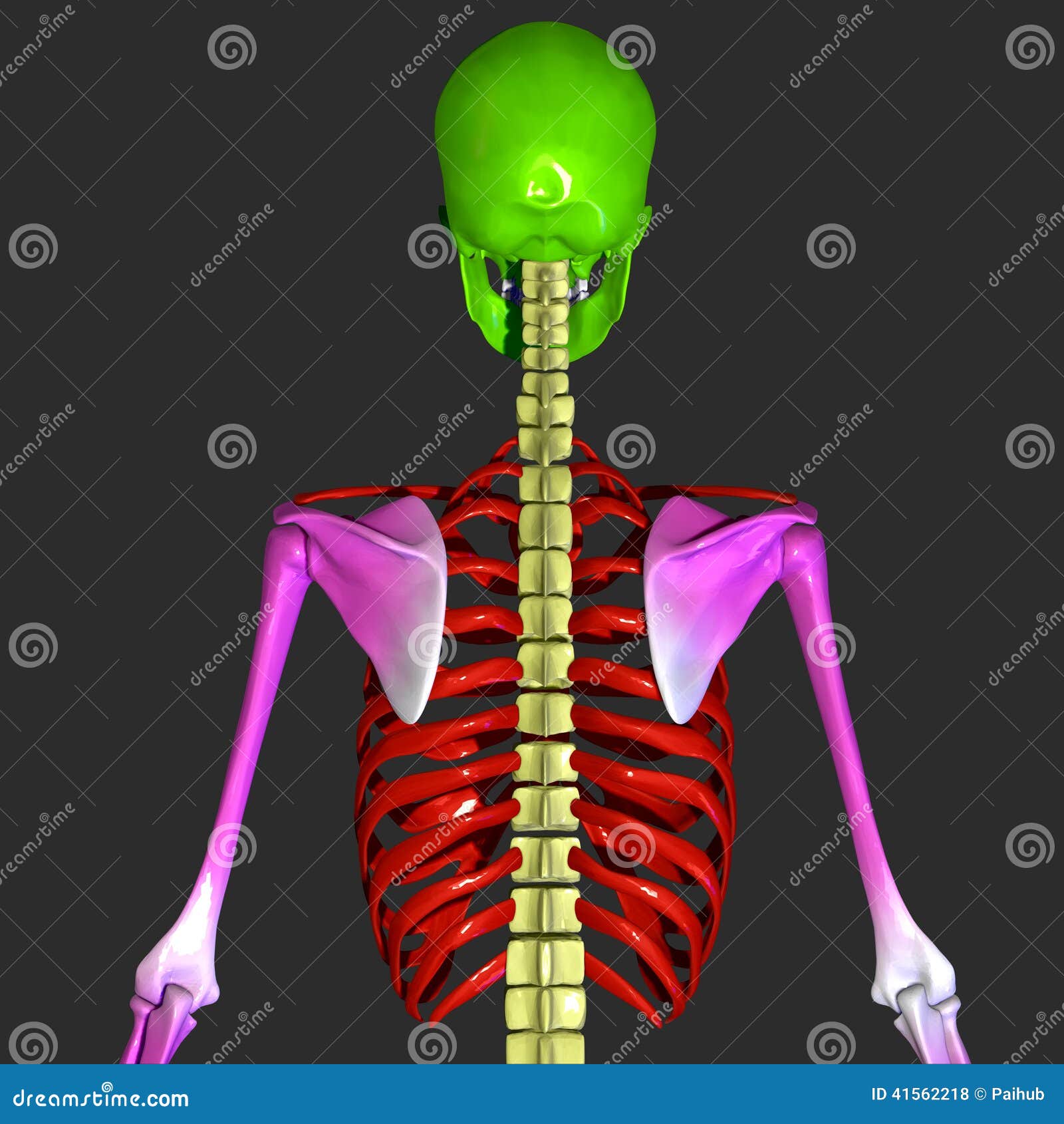 Close up skeleton side stock illustration. Illustration of dead - 41562218