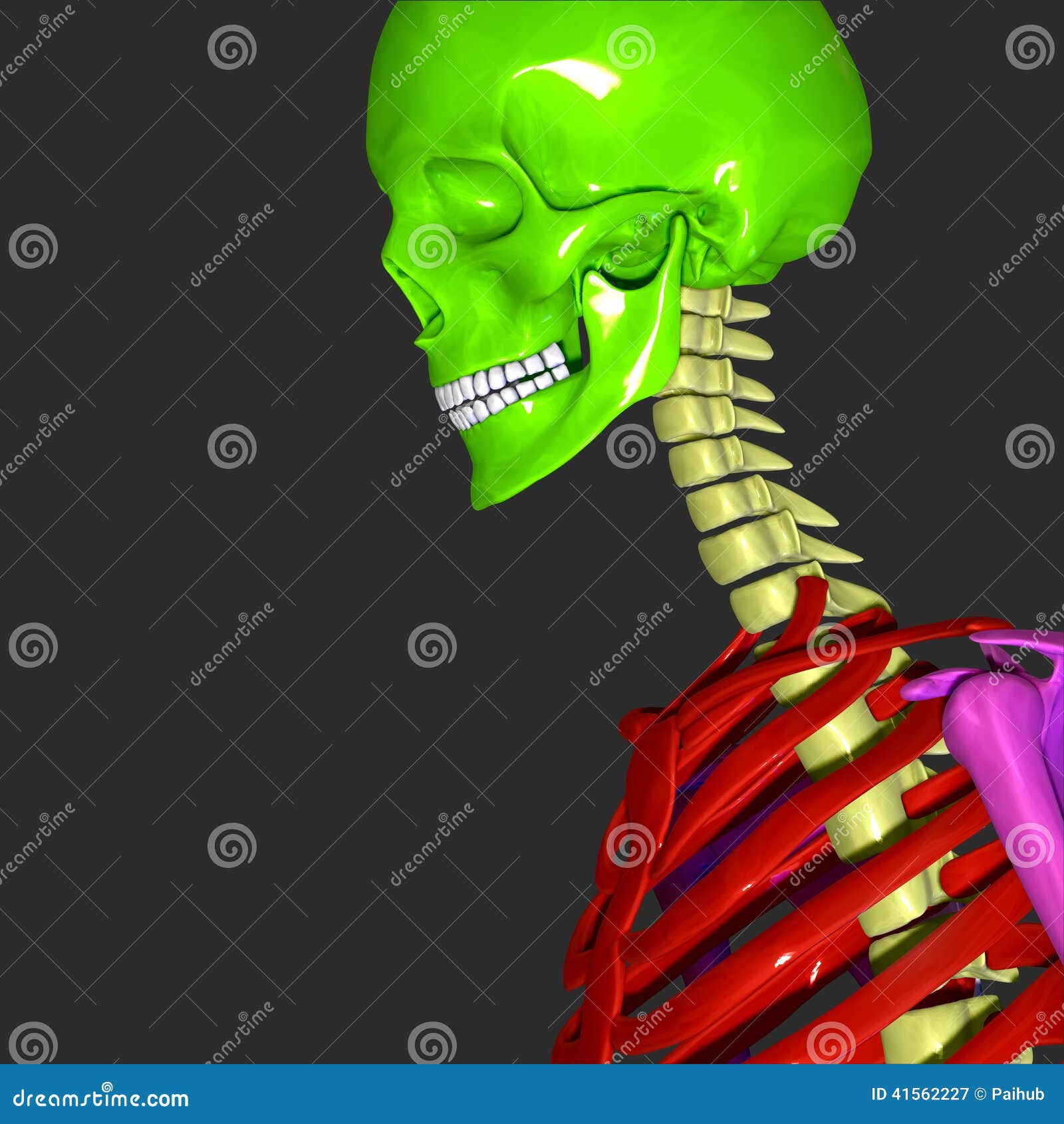 Close up skeleton side stock illustration. Illustration of side - 41562227