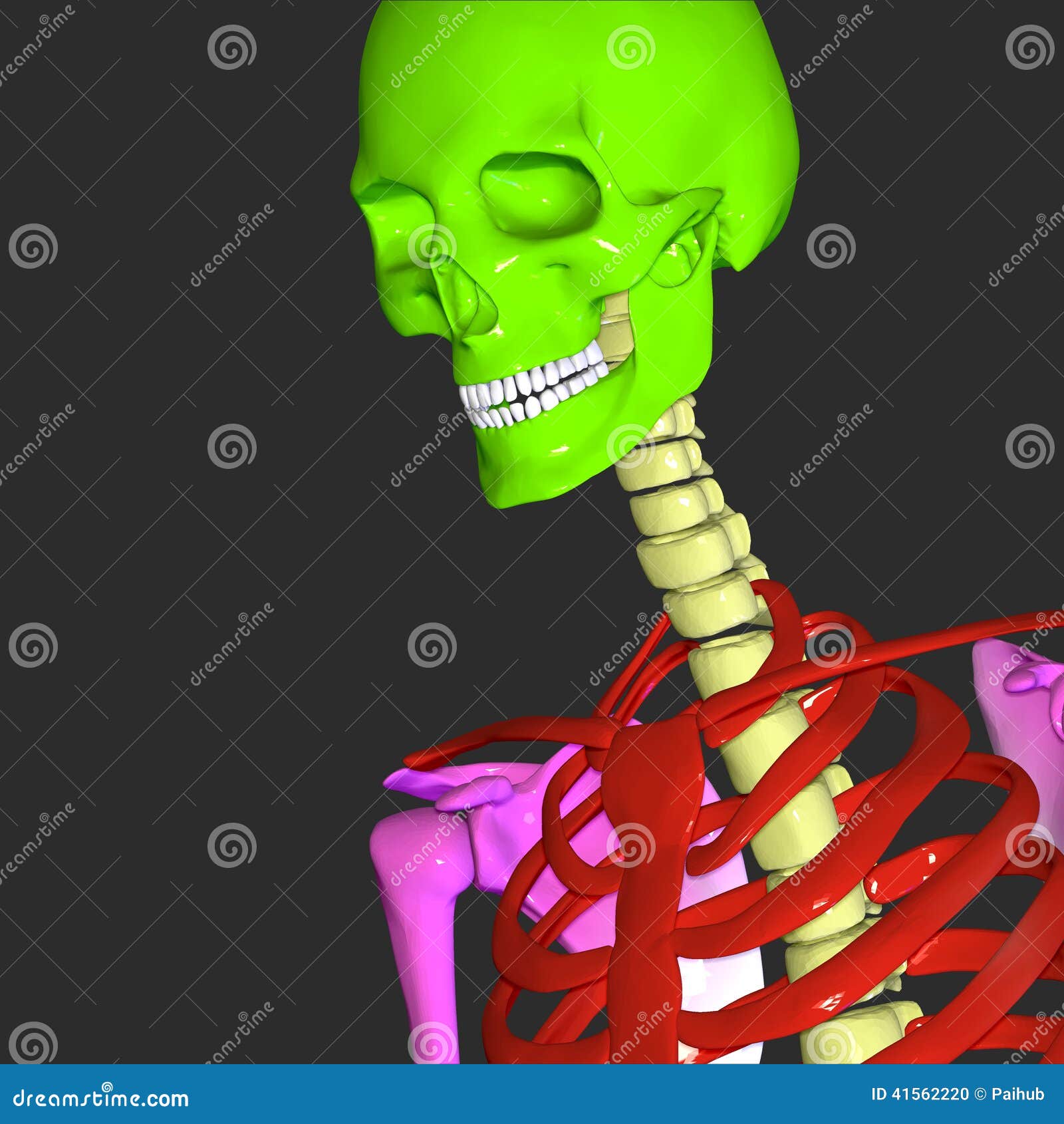 Close up skeleton stock illustration. Illustration of single - 41562220