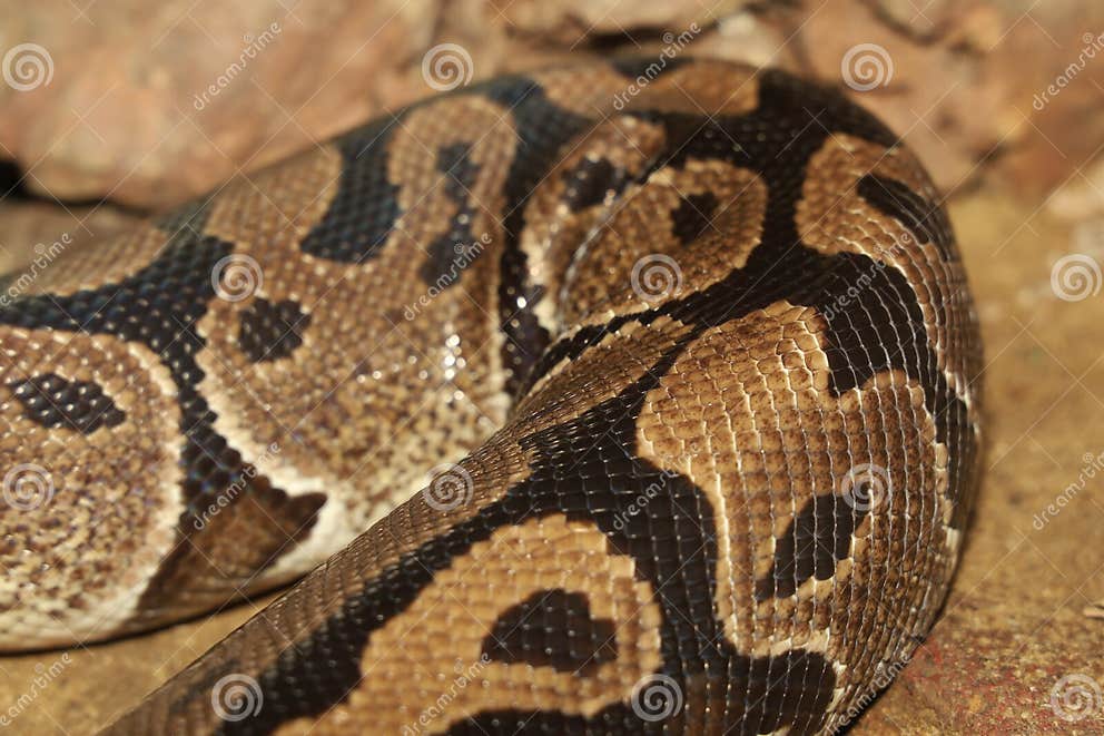 Close Up Skin Ball Python Snake Skin Stock Image - Image of beauty ...